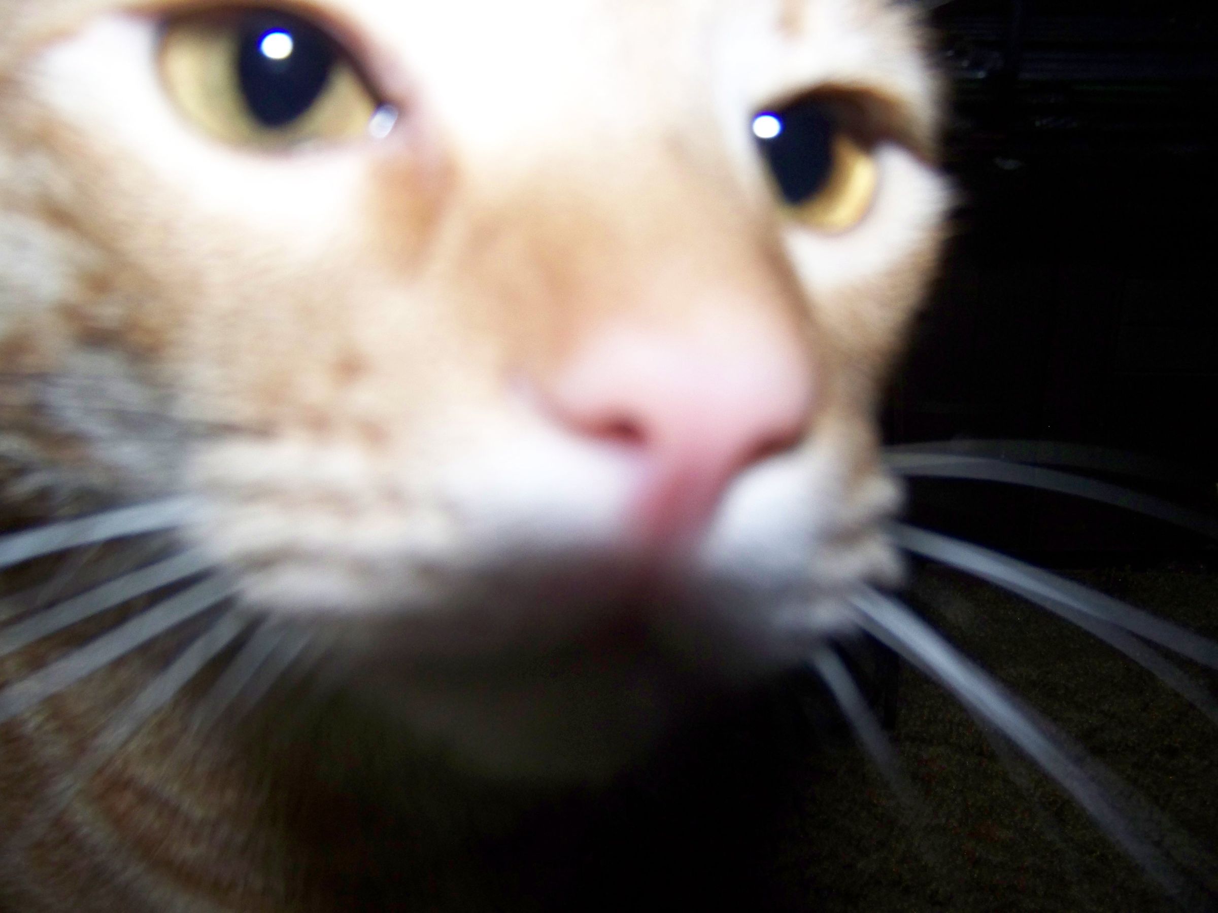 How to Make Your Cat Purr : 7 Steps (with Pictures) - Instructables