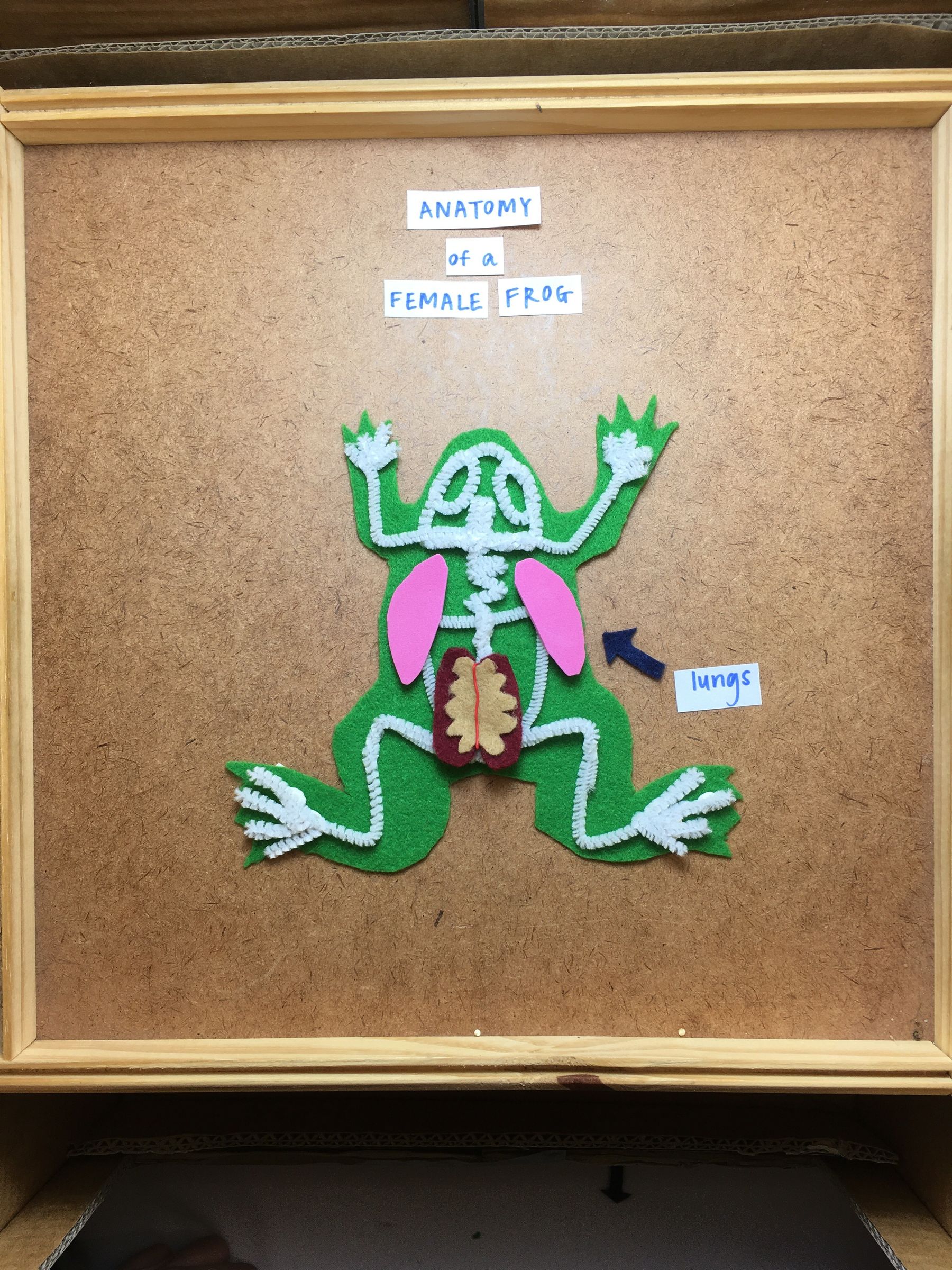 Female Frog Dissection