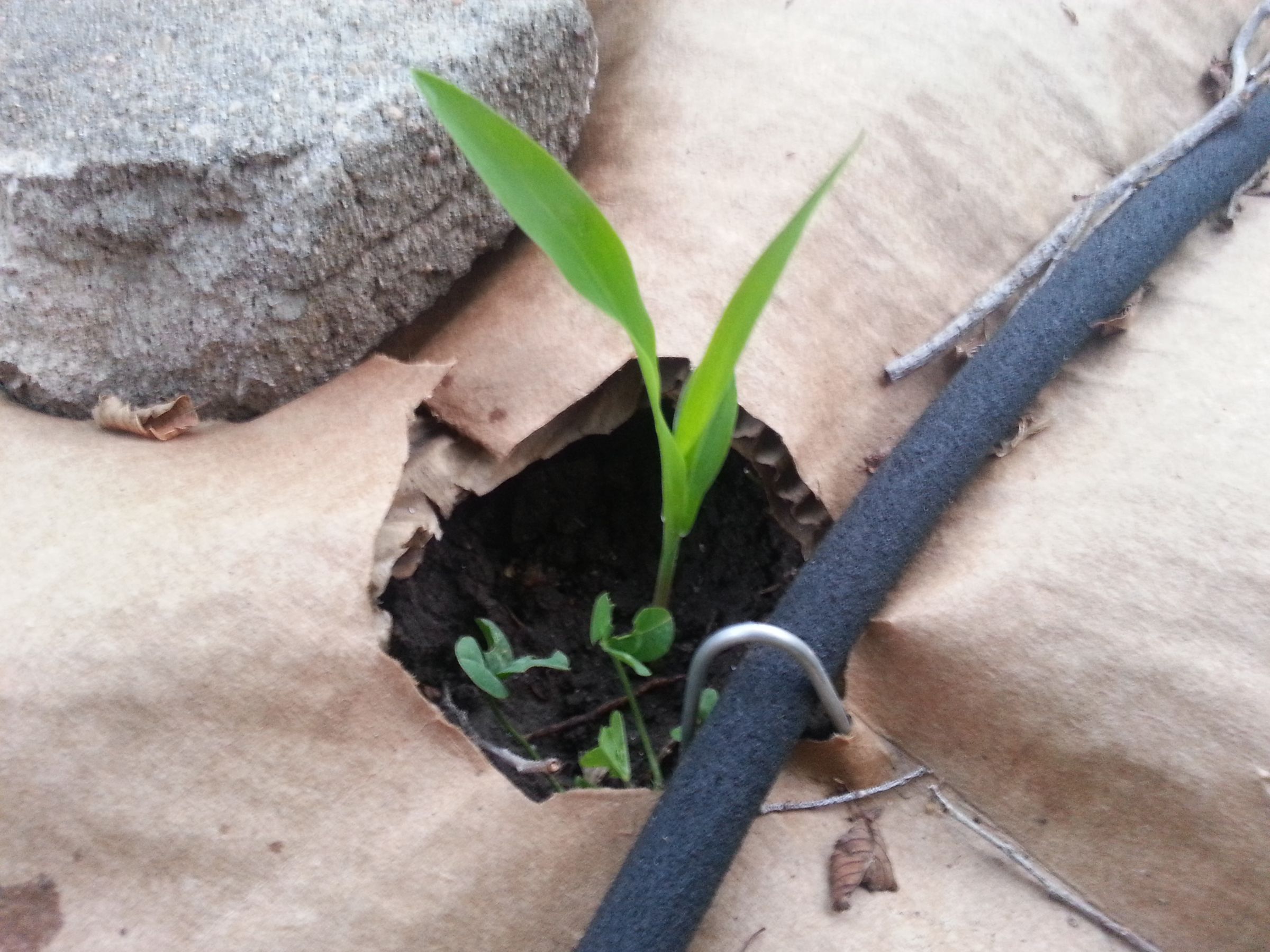 Cheap Easy Garden & Landscape Staples : 5 Steps - Instructables