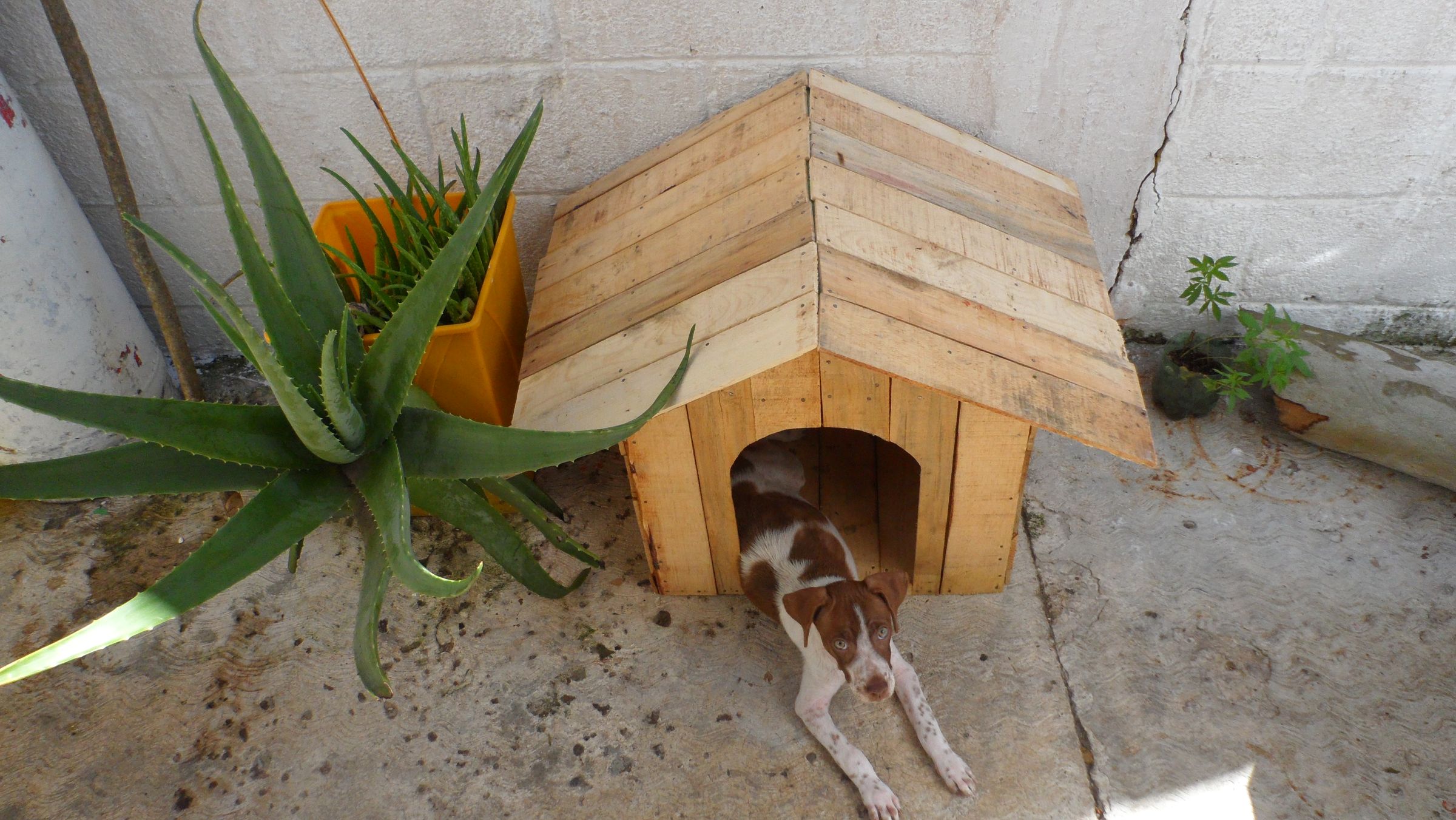 Recycled Dog House - Instructables