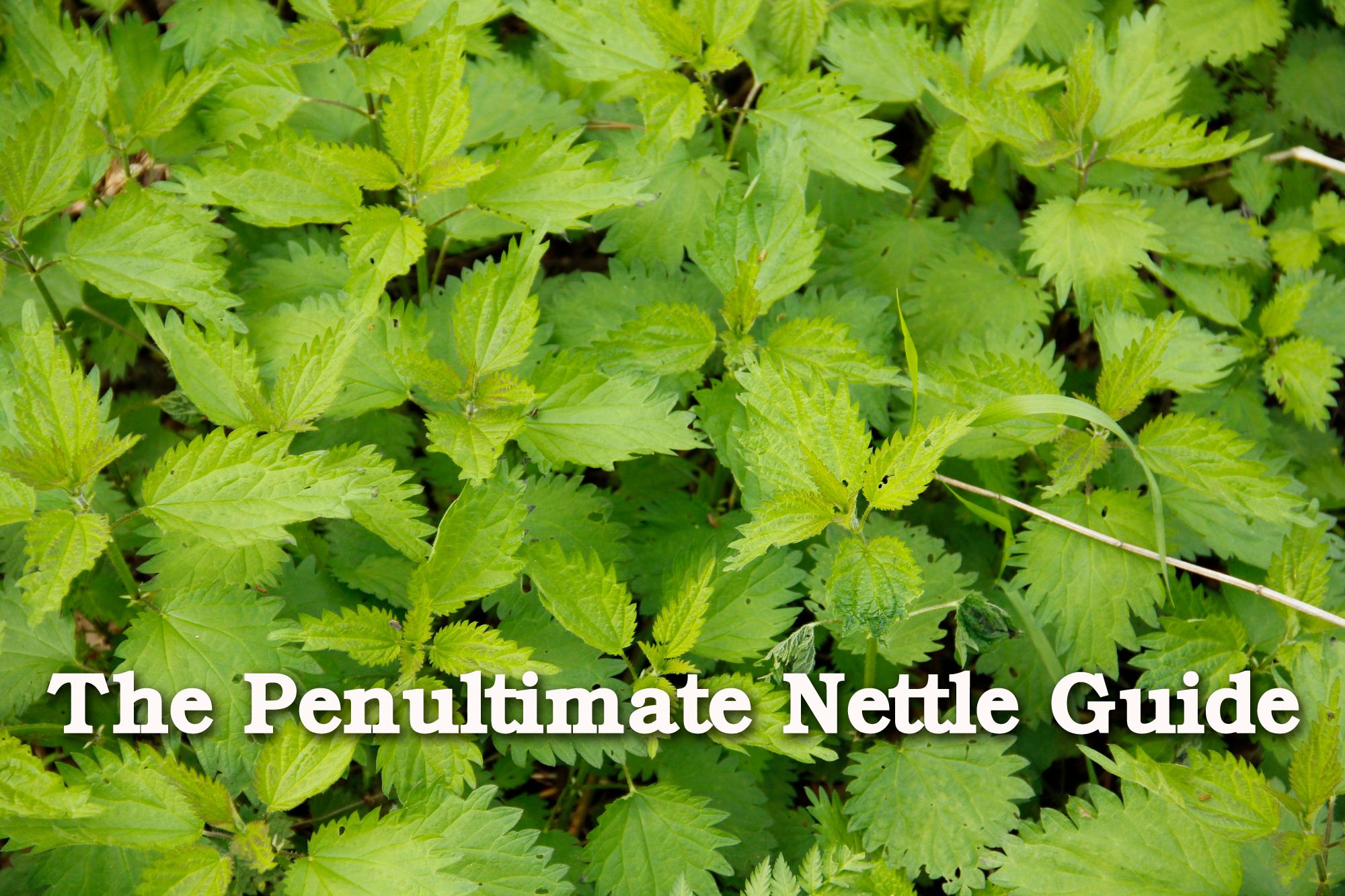 The Penultimate Nettle Guide : 11 Steps (with Pictures) - Instructables