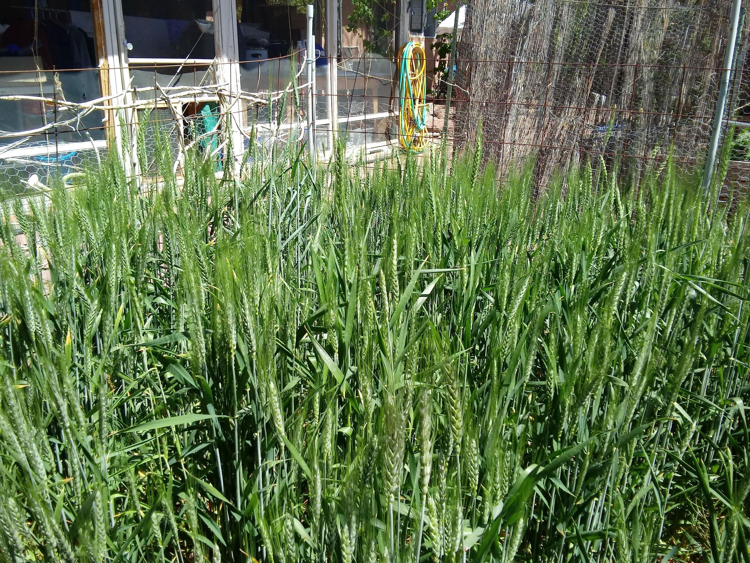 Micro Farming: Growing Wheat in Your Backyard : 4 Steps (with Pictures ...
