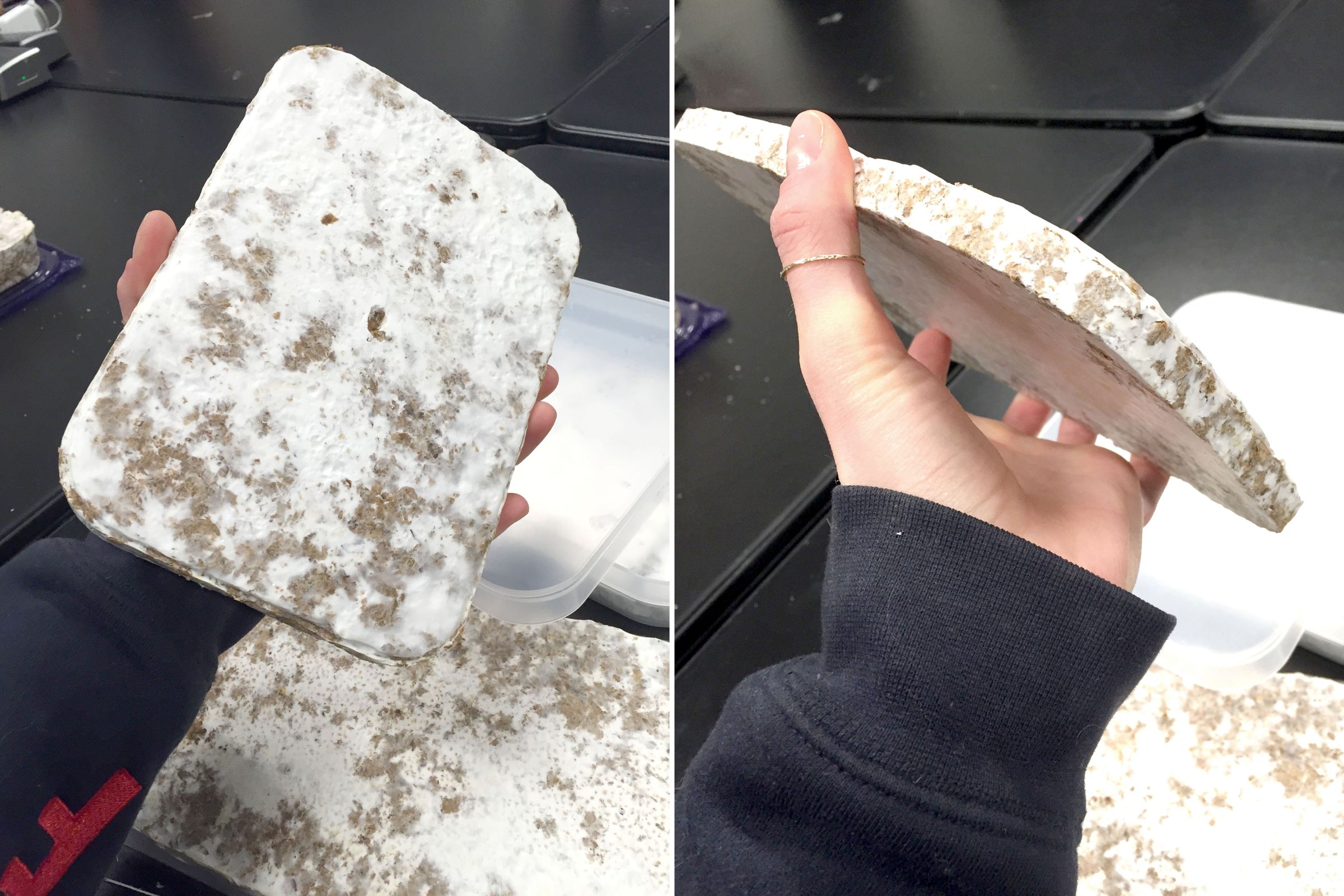 Mycelial Forms : 9 Steps (with Pictures) - Instructables