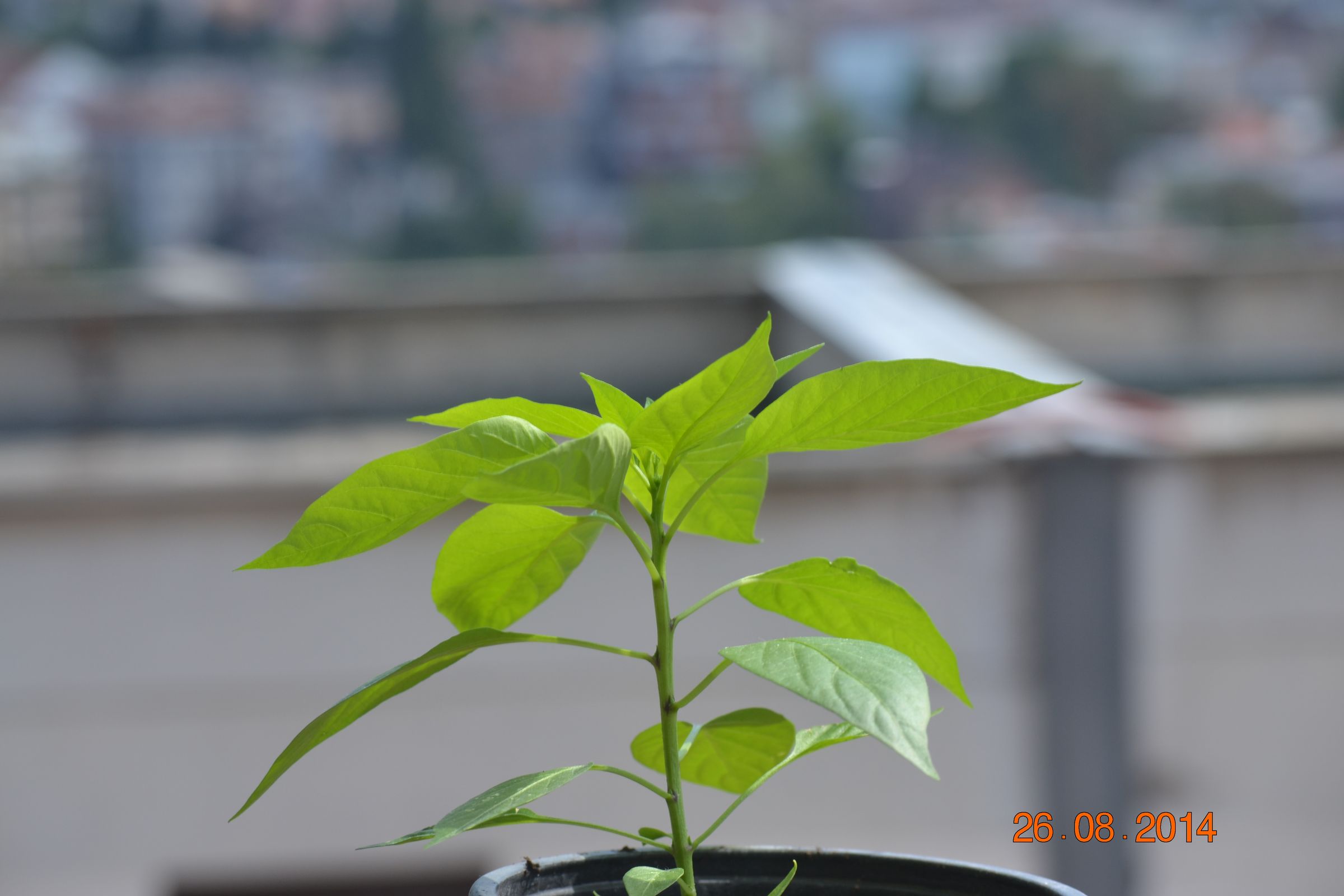 How to Start Chilli Seeds : 5 Steps - Instructables