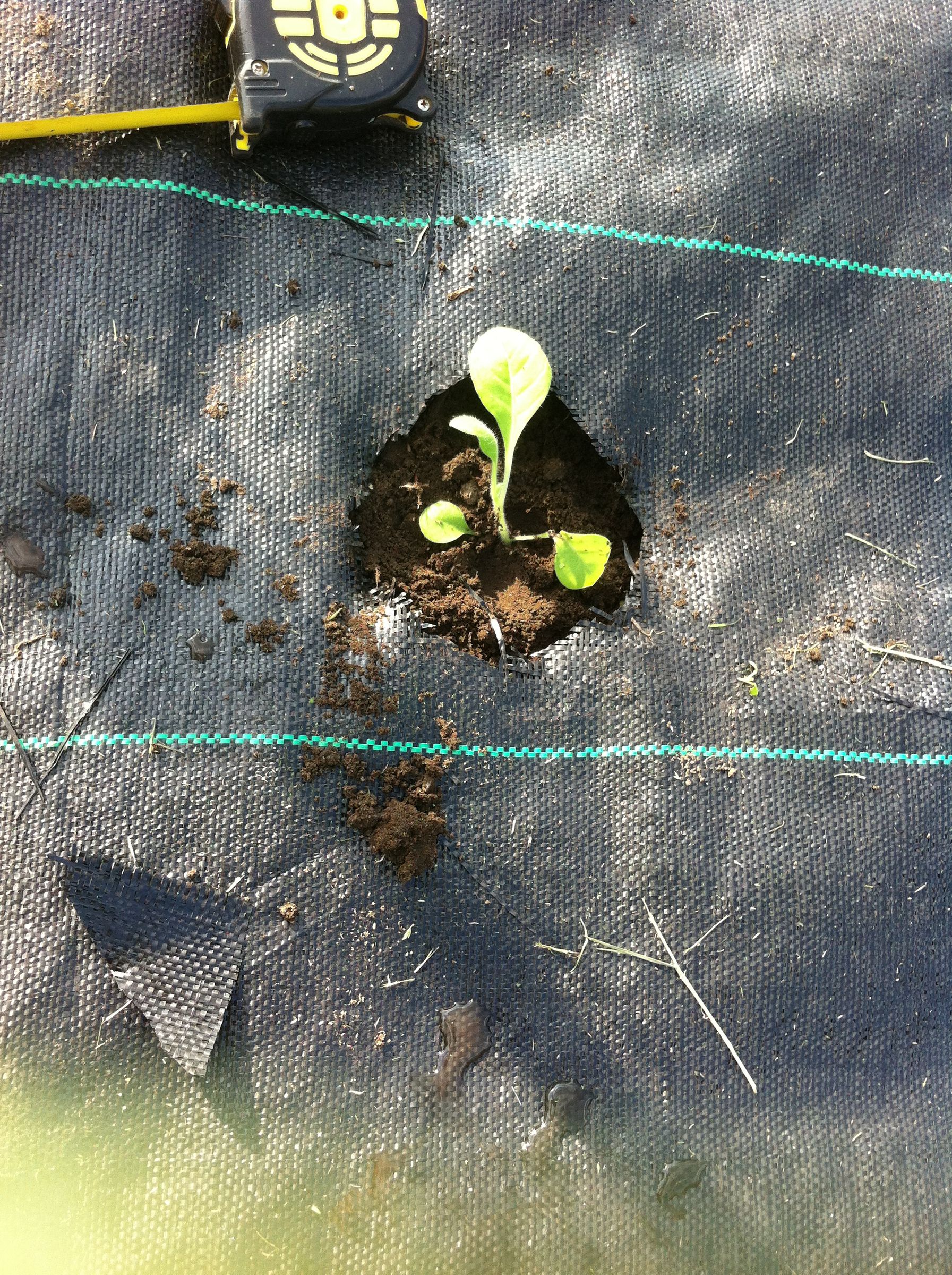 Growing Tobacco : 6 Steps (with Pictures) - Instructables