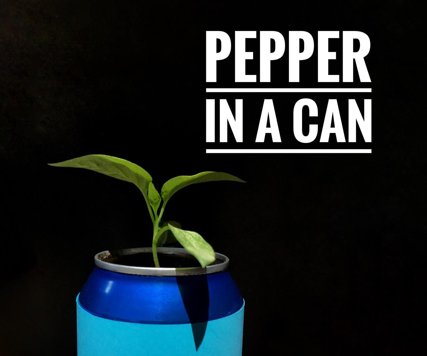 Upcycled Soda Can Planter -Pepper in a Can : 11 Steps (with Pictures ...