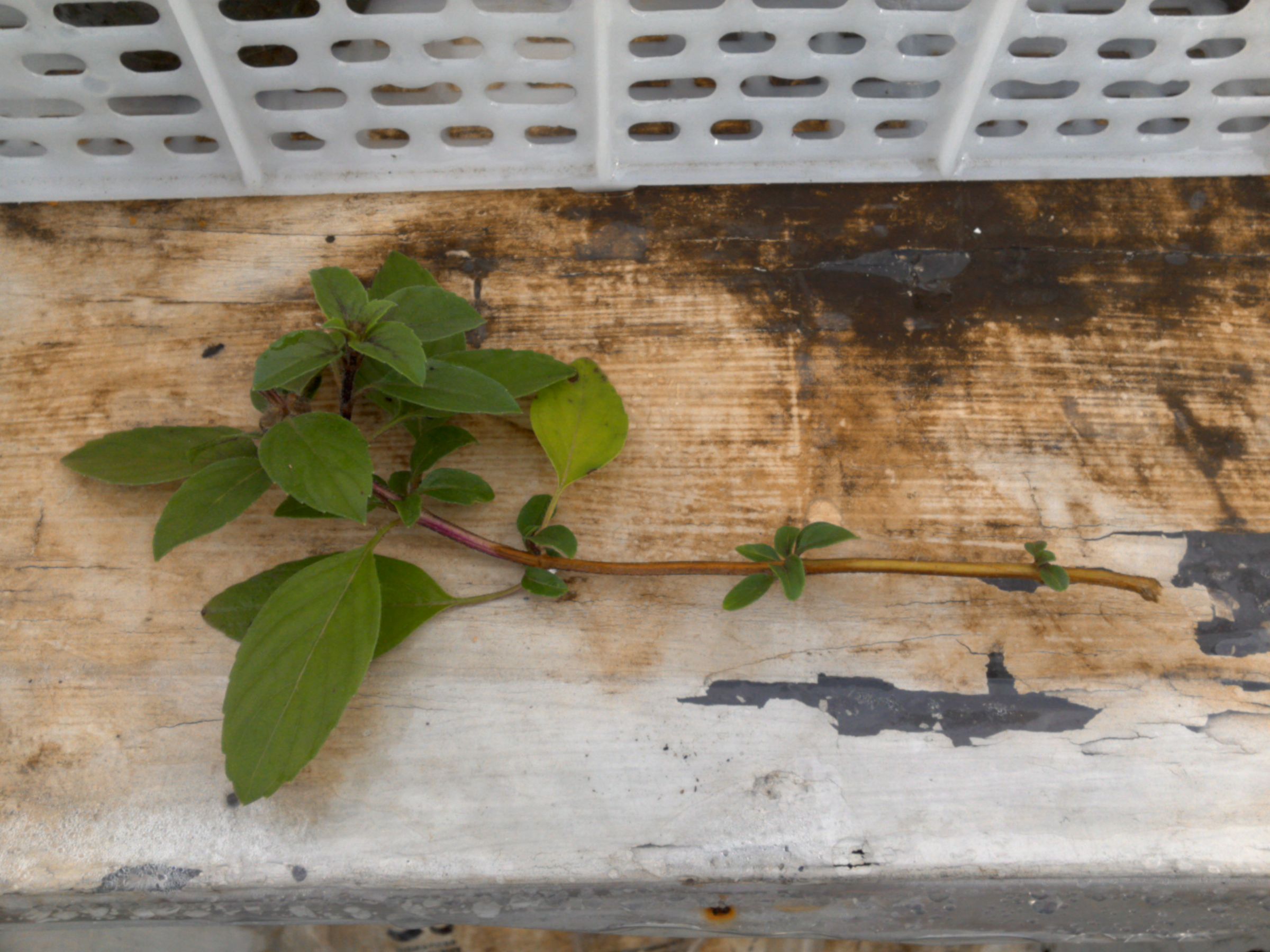 How to Reproduce Basil Without Seed : 4 Steps (with Pictures ...