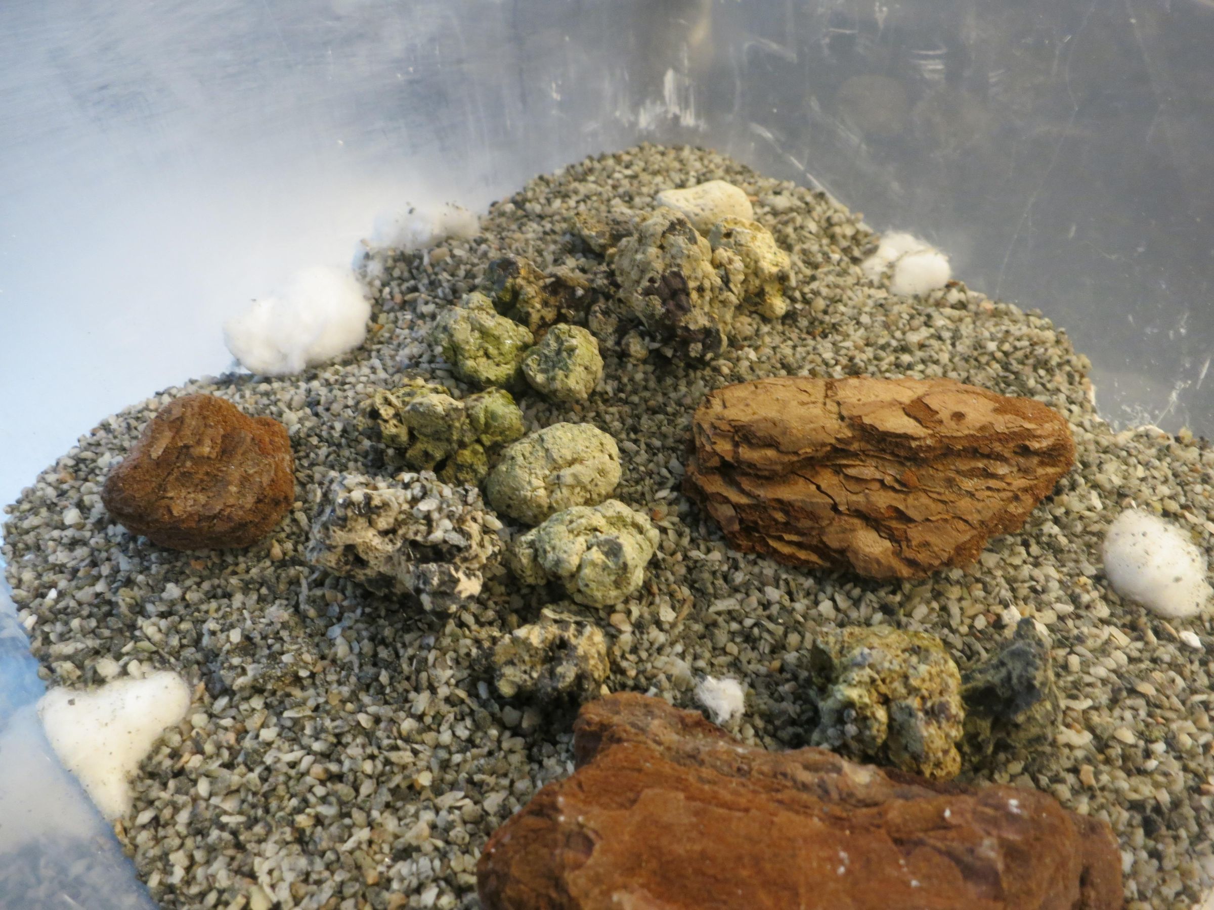 Plaster Ant Nest-formicarium : 9 Steps - Instructables