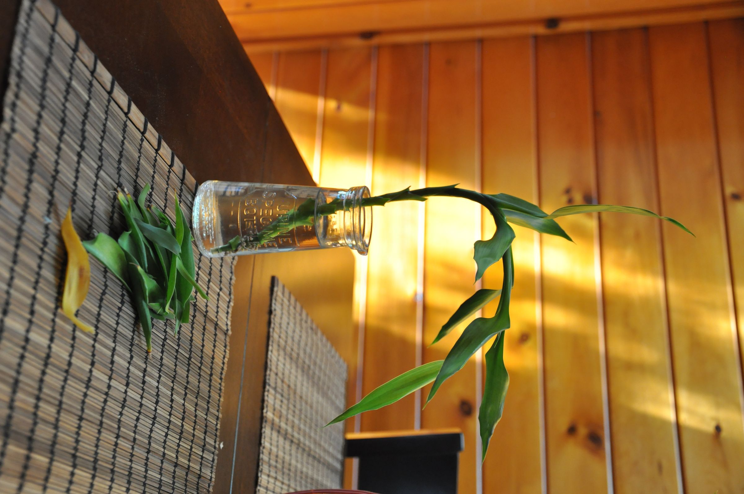 Cloning Your Bamboo : 7 Steps (with Pictures) - Instructables