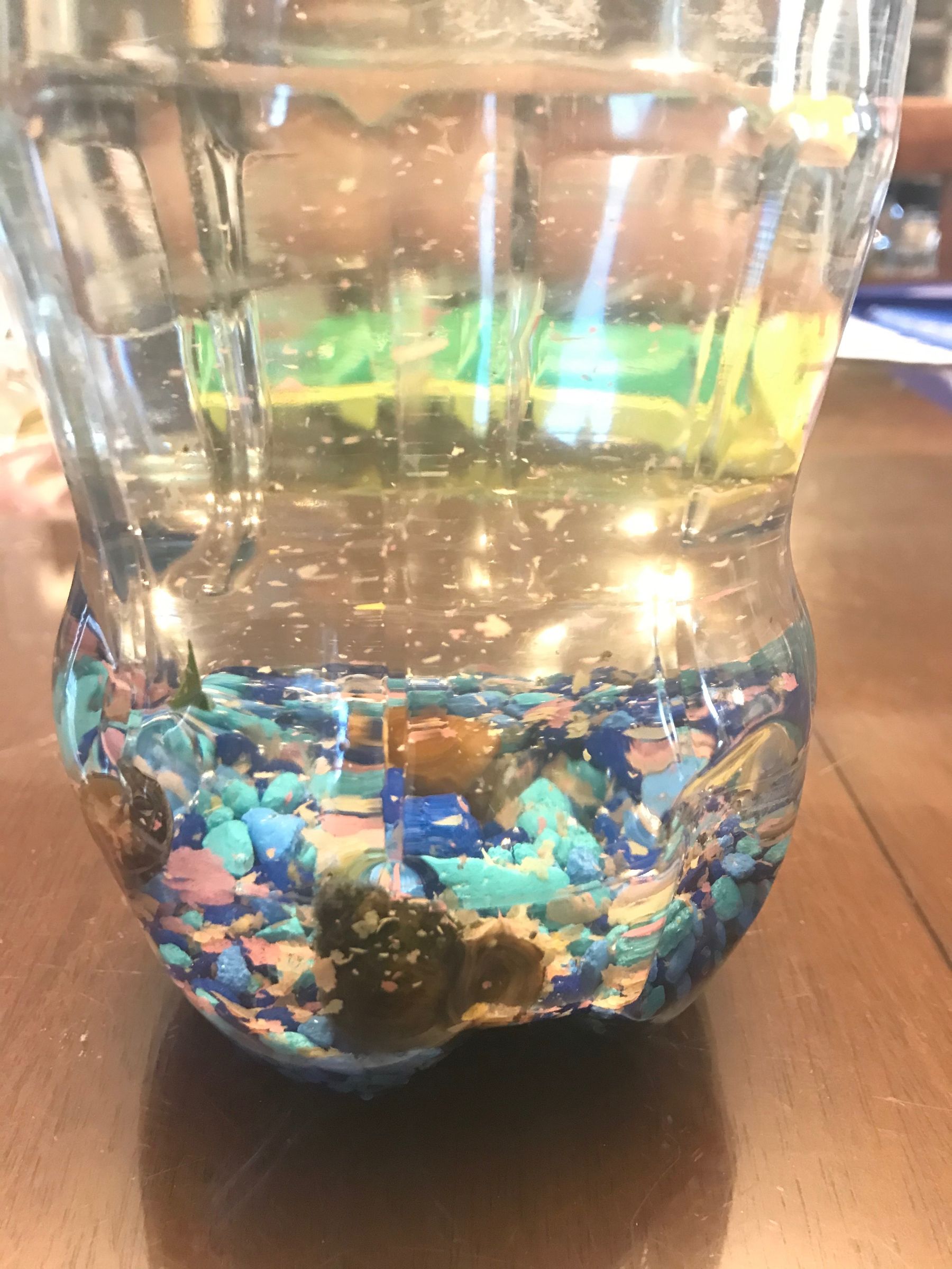 Biosphere Bottle Project
