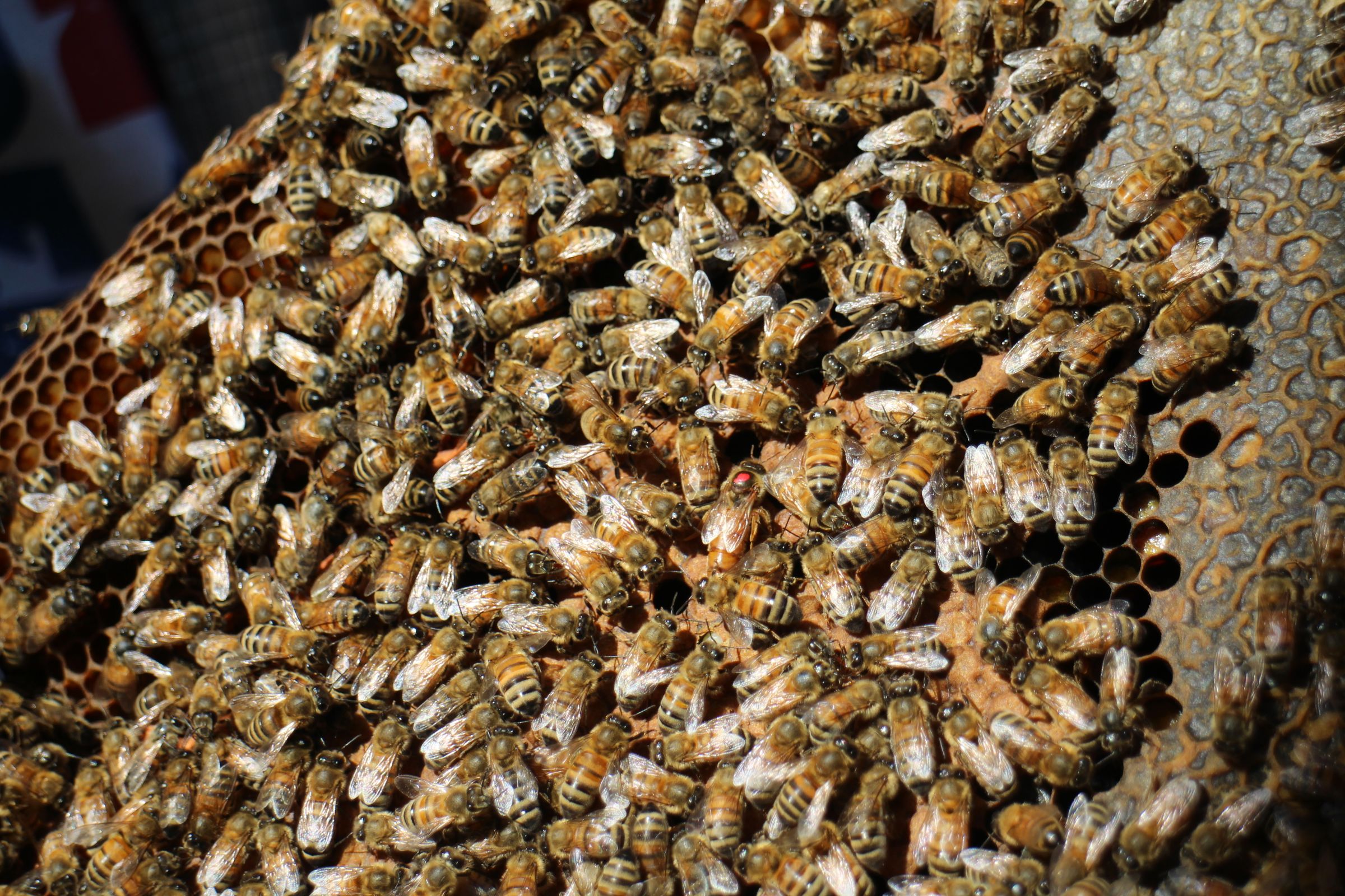 Nucleus Colony -or- How to Start a Beehive : 8 Steps (with Pictures ...