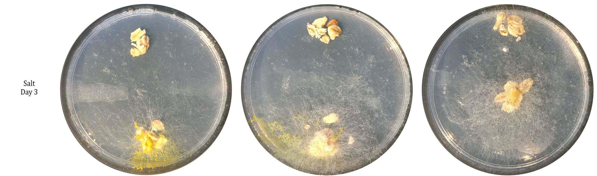 How to Grow SLIME MOLD : 9 Steps (with Pictures) - Instructables
