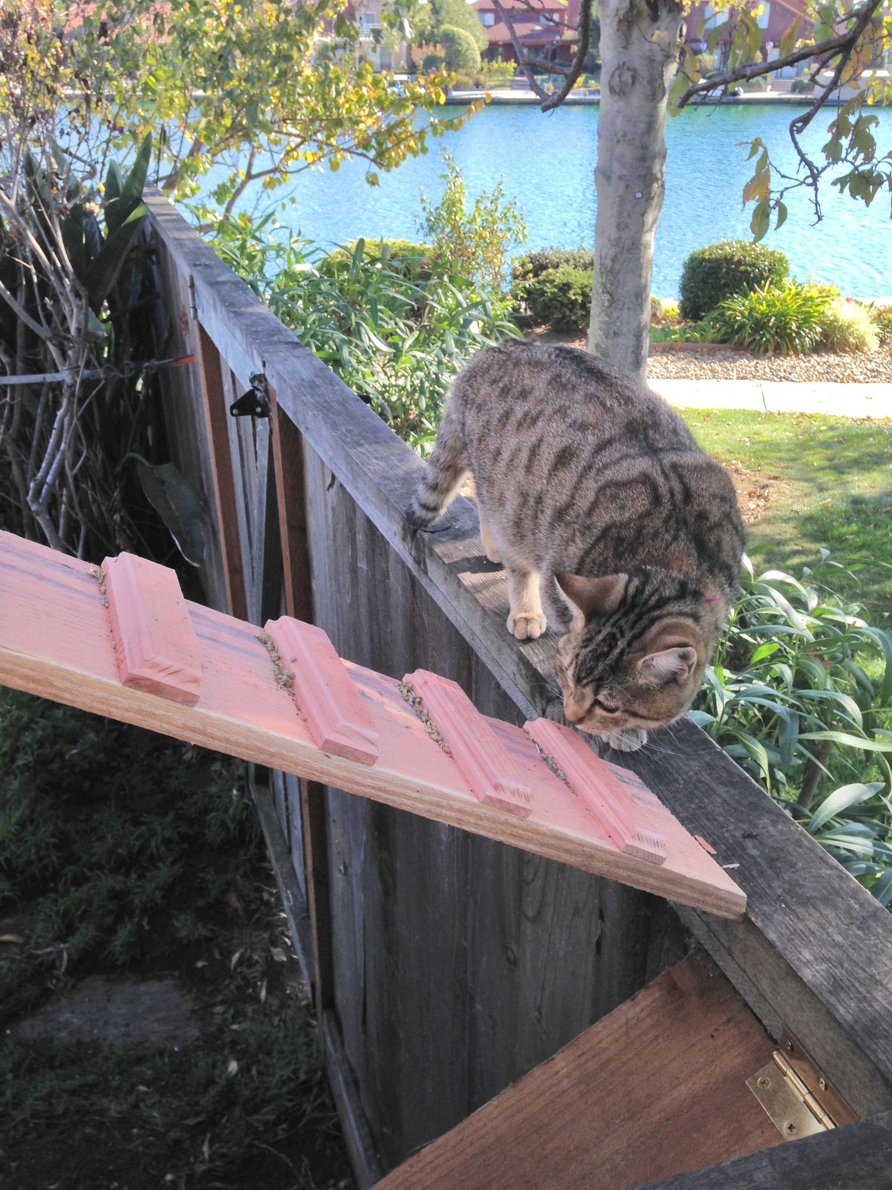 Cat Ramp Ladder Thingy : 5 Steps (with Pictures) - Instructables