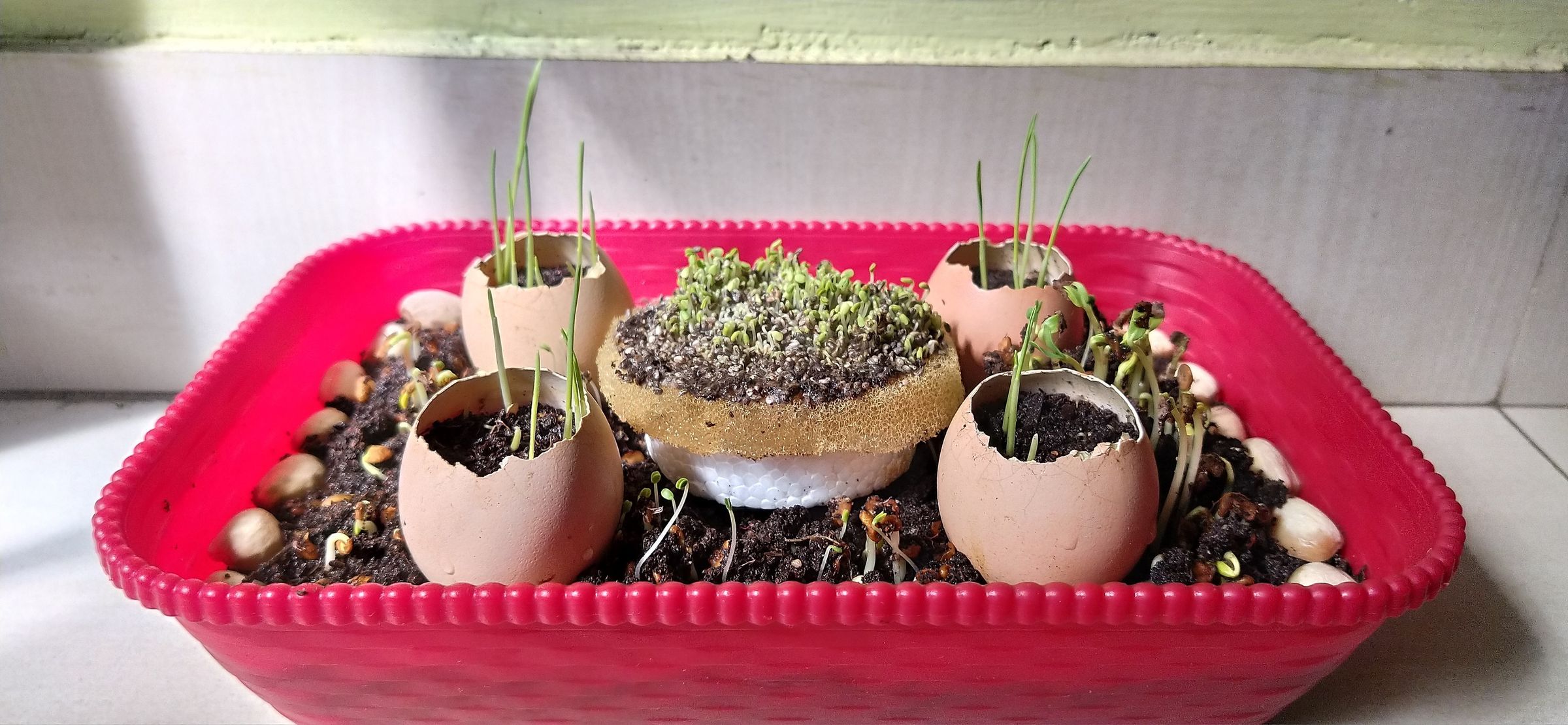 Micro Greens - Perfect for Indoors : 22 Steps (with Pictures ...