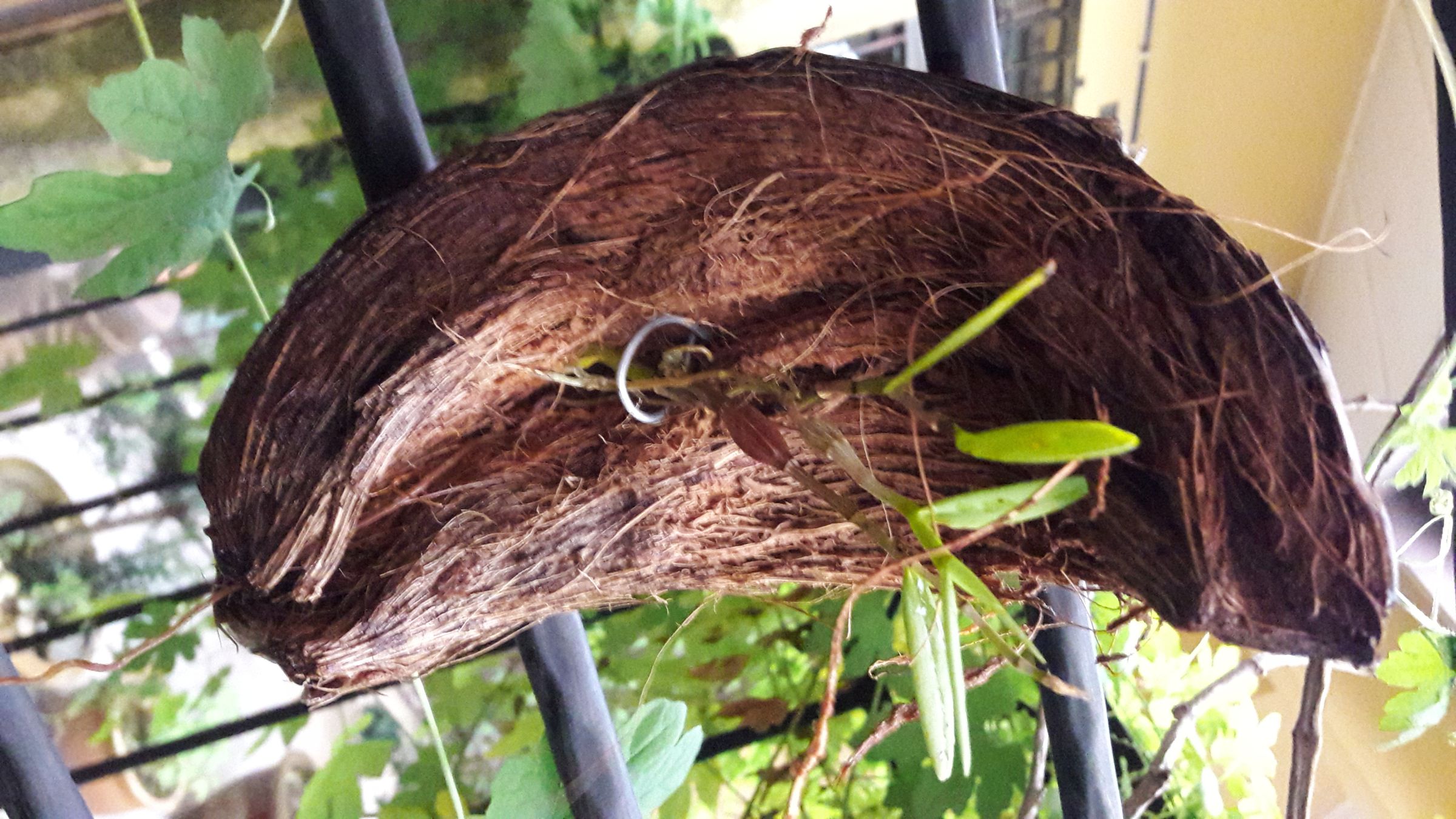 Coconut Husk Planter for Orchid : 4 Steps (with Pictures) - Instructables
