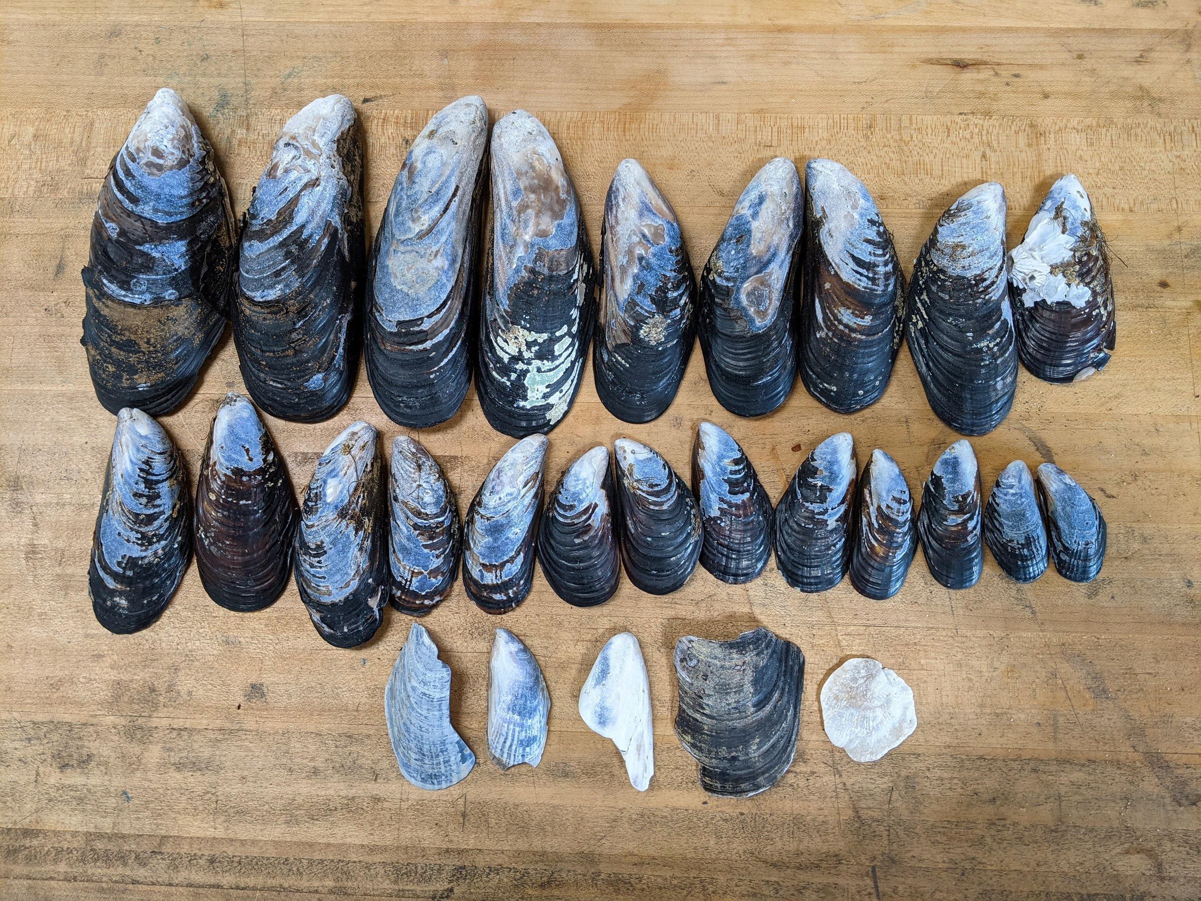 Mussel Shell Hanging Mobile : 6 Steps (with Pictures) - Instructables