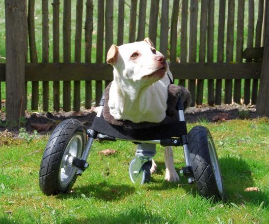 Adaptable Wheelchair for Handicapped Dogs : 5 Steps (with Pictures ...