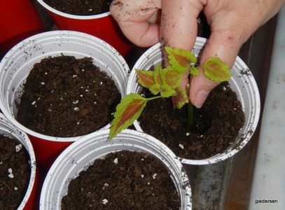 From Cuttings to Plants : 6 Steps (with Pictures) - Instructables