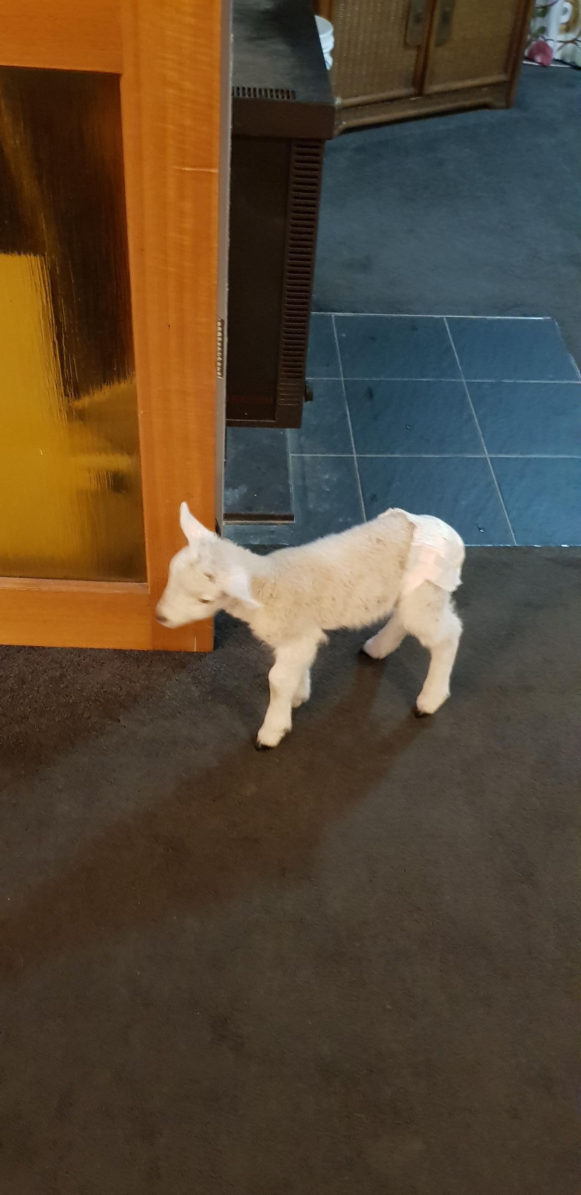 Raising Orphan Lambs : 4 Steps (with Pictures) - Instructables