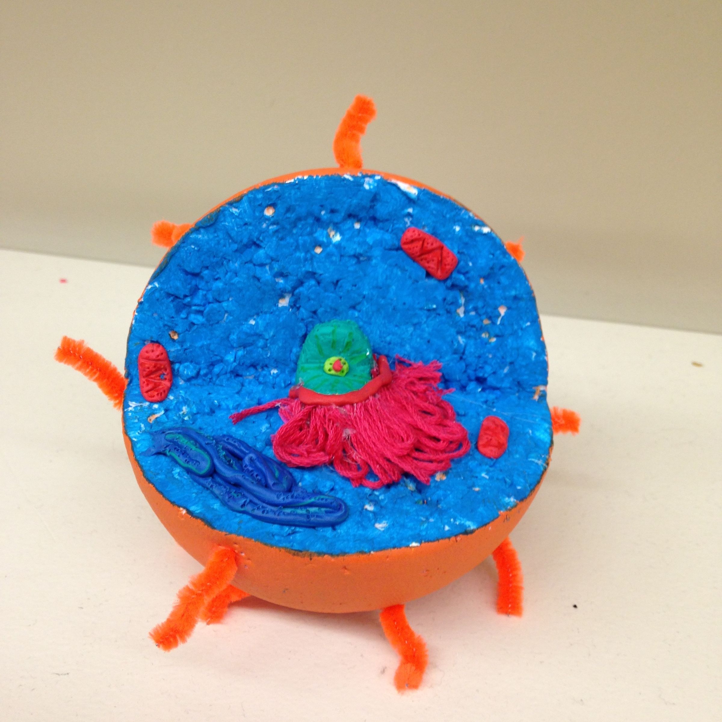 Plant Cell Project Styrofoam