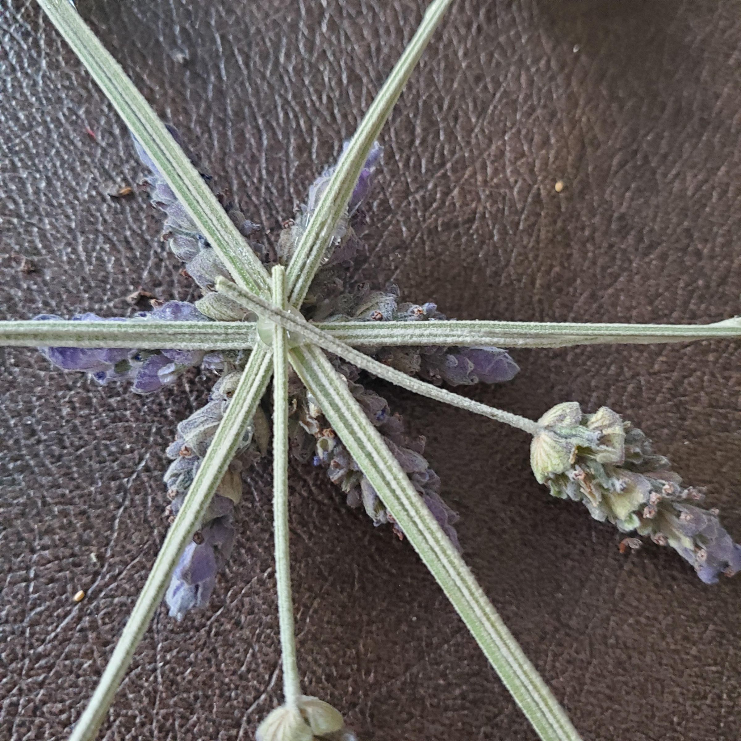 Dried Lavender Snowflake : 5 Steps (with Pictures) - Instructables