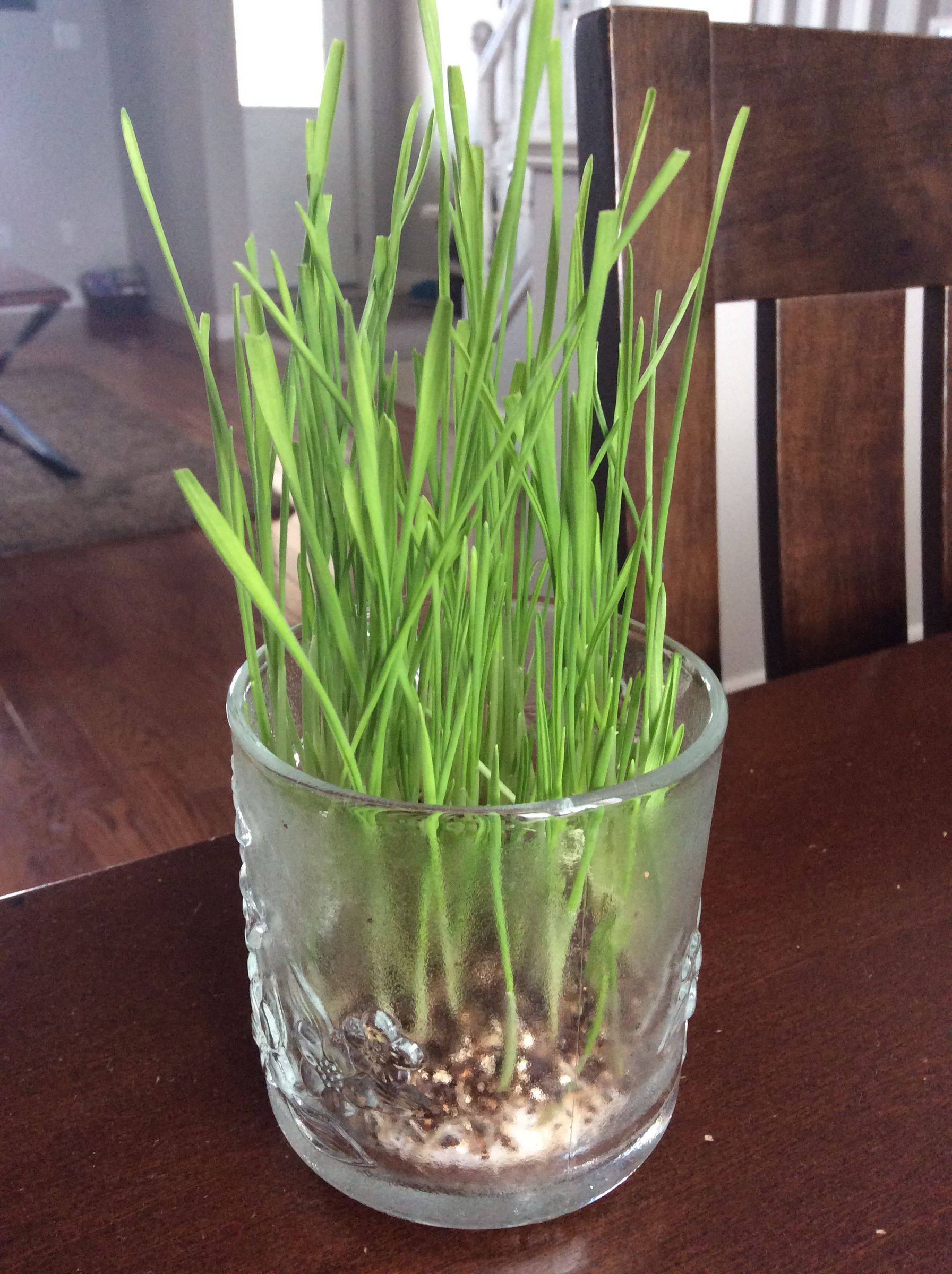 How to Grow Wheatgrass in a Cup : 5 Steps - Instructables