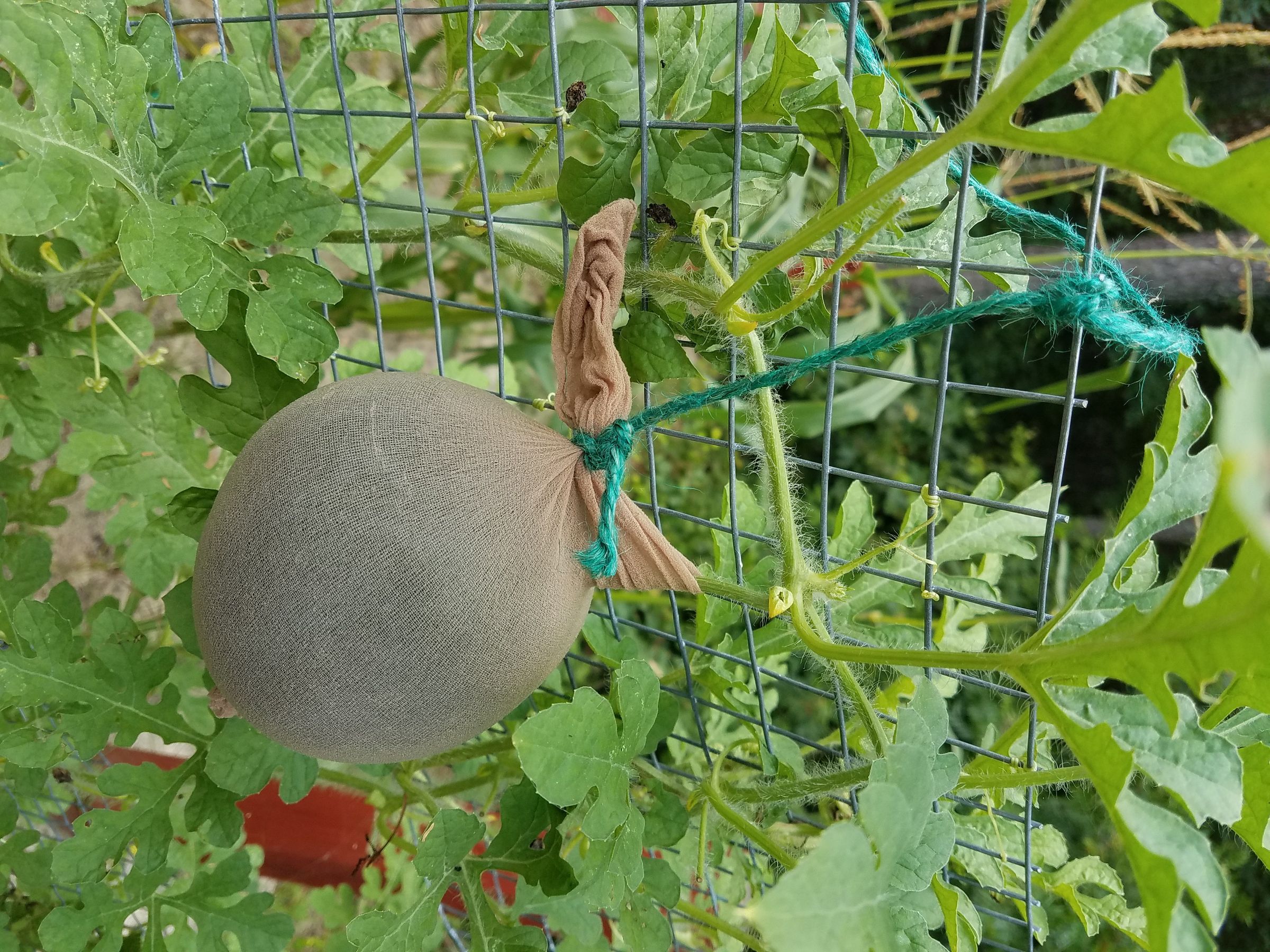 Watermelon Vine Trellis