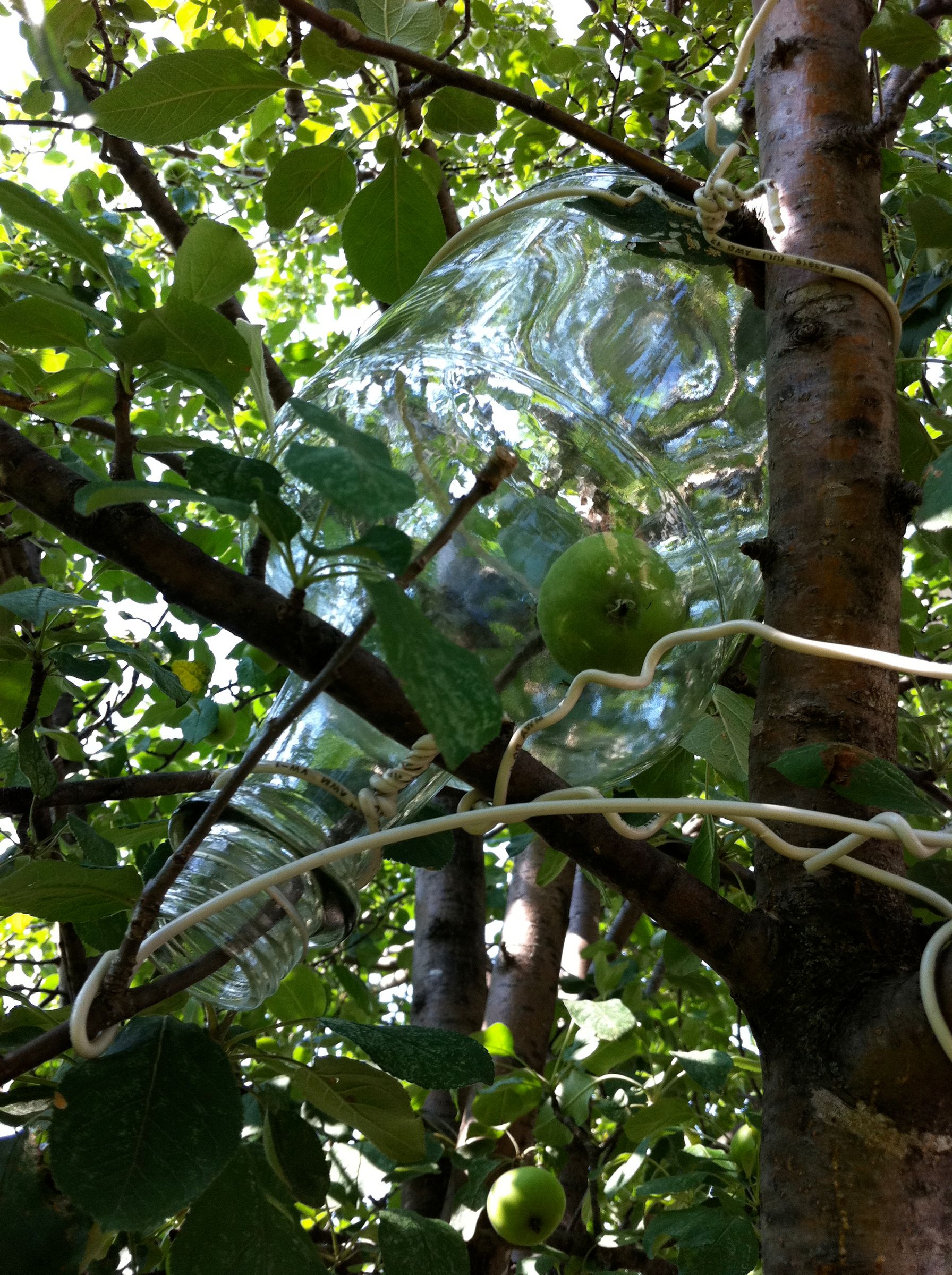 How to Grow an Apple in a Bottle : 15 Steps (with Pictures) - Instructables