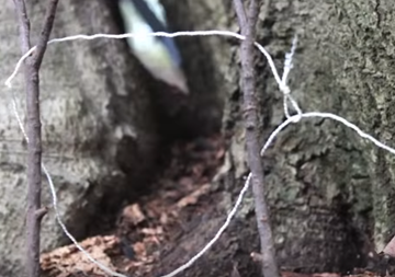 Animal Tree Snare