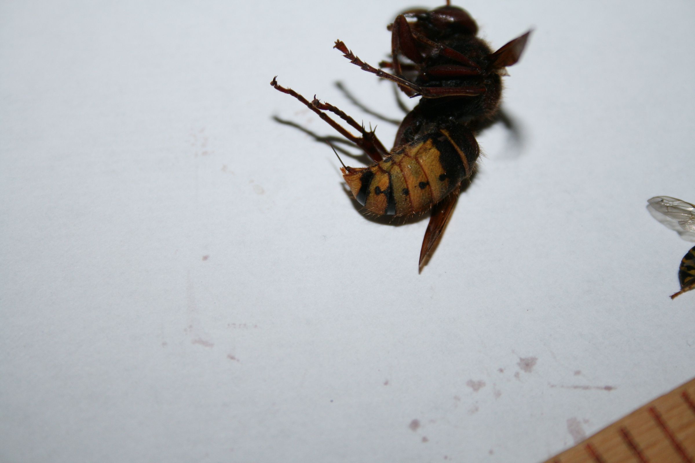 DIY Yellow Jacket Bottle Trap : 8 Steps (with Pictures) - Instructables