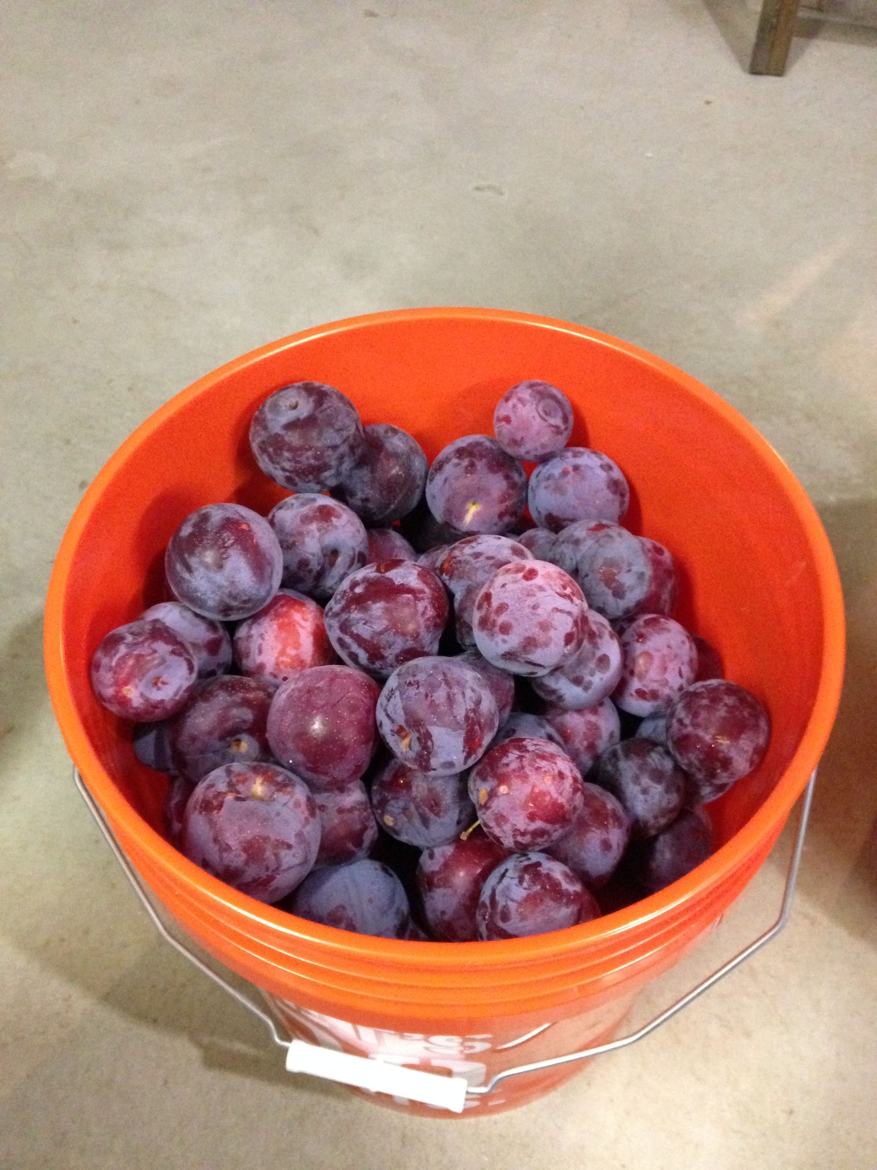 Plum Wine Recipe 5 Gallons
