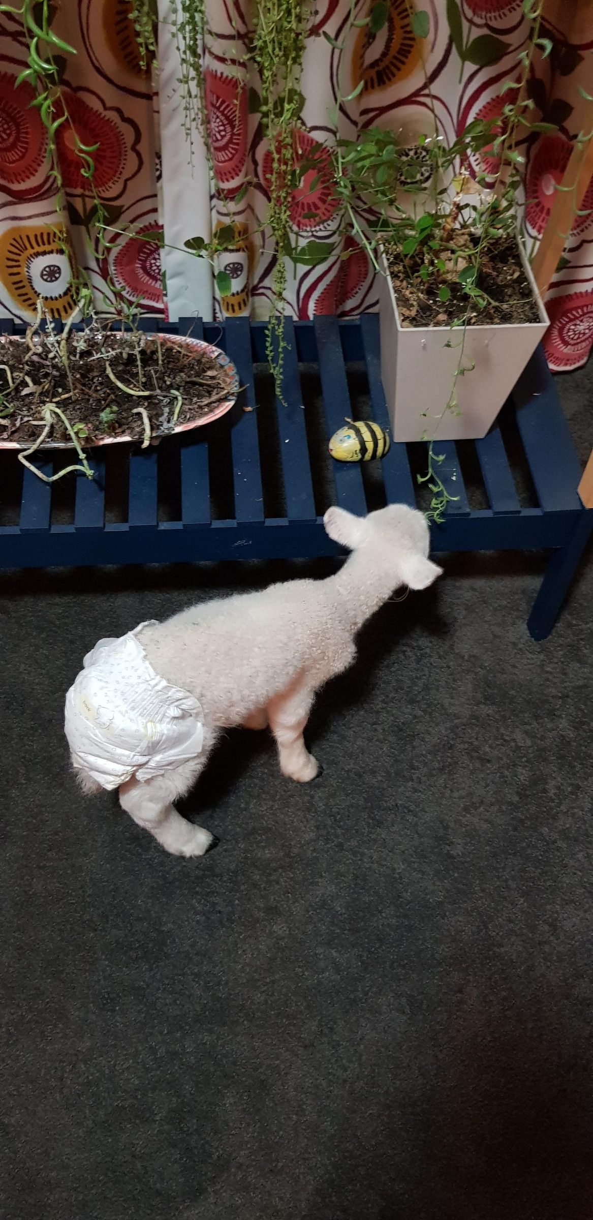 Raising Orphan Lambs : 4 Steps (with Pictures) - Instructables