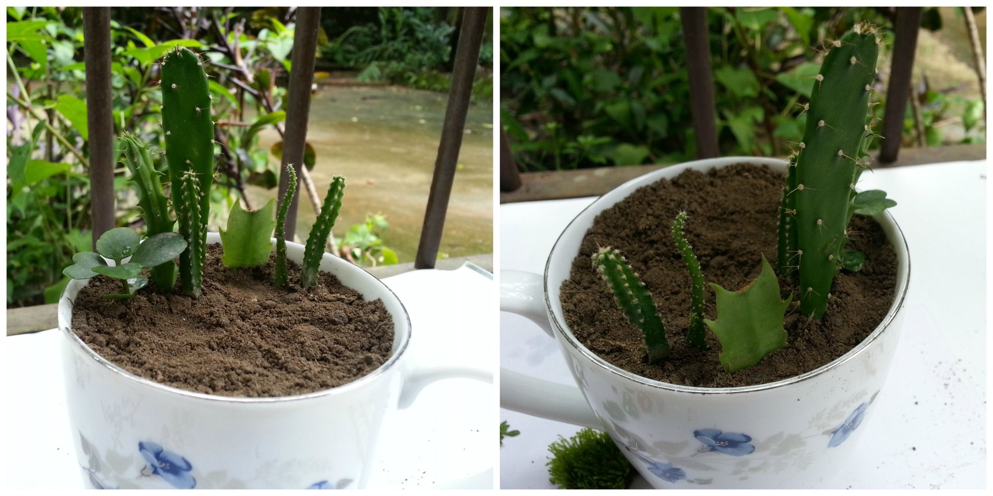 DIY Cup Garden : 9 Steps (with Pictures) - Instructables