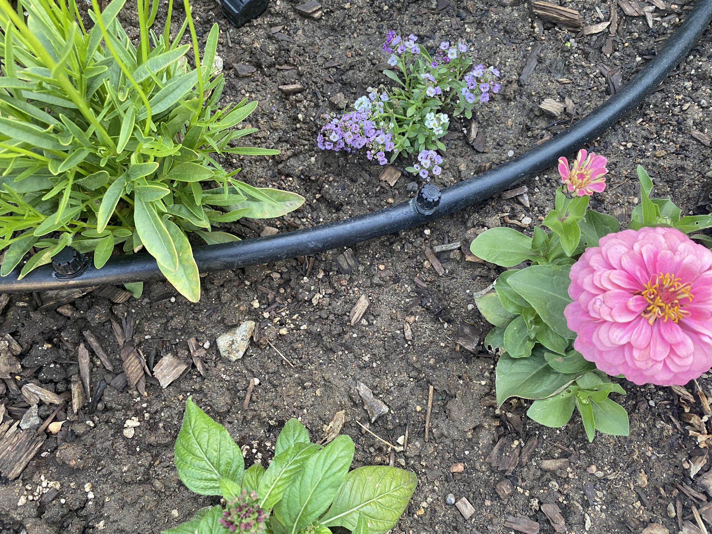 My Garden Project - Combination of Landscaping, Irrigation and Flower ...