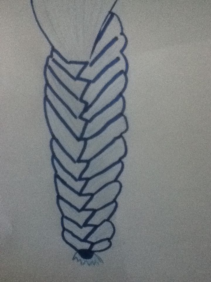How to Draw a Plait : 5 Steps - Instructables