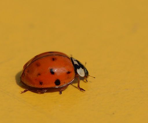 How to Use Natural Predators Against Fleas, Flies and Cockroaches : 4 ...