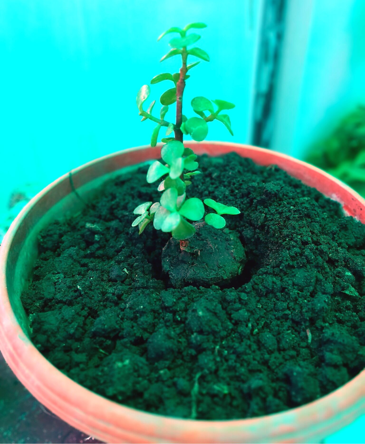 Grow Magnificent Jade Plant in Hanging Basket Easily : 5 Steps (with ...