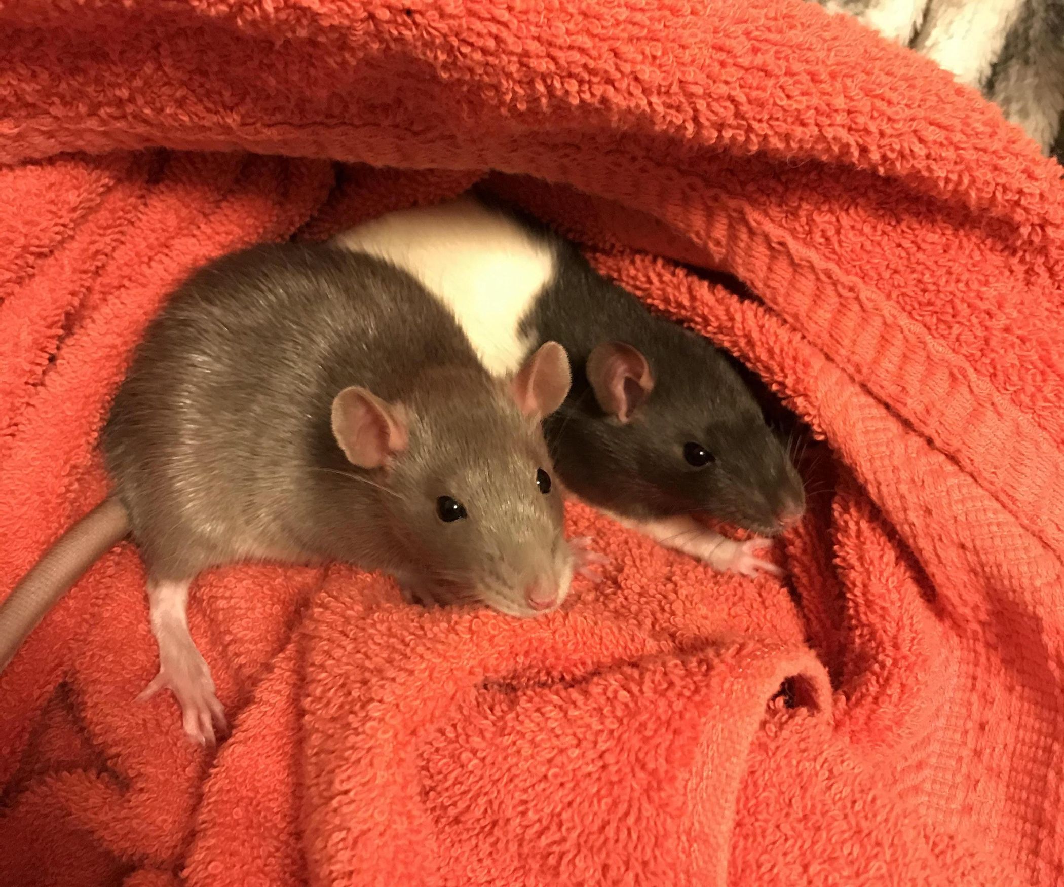 Rat Care and Cages : 6 Steps - Instructables