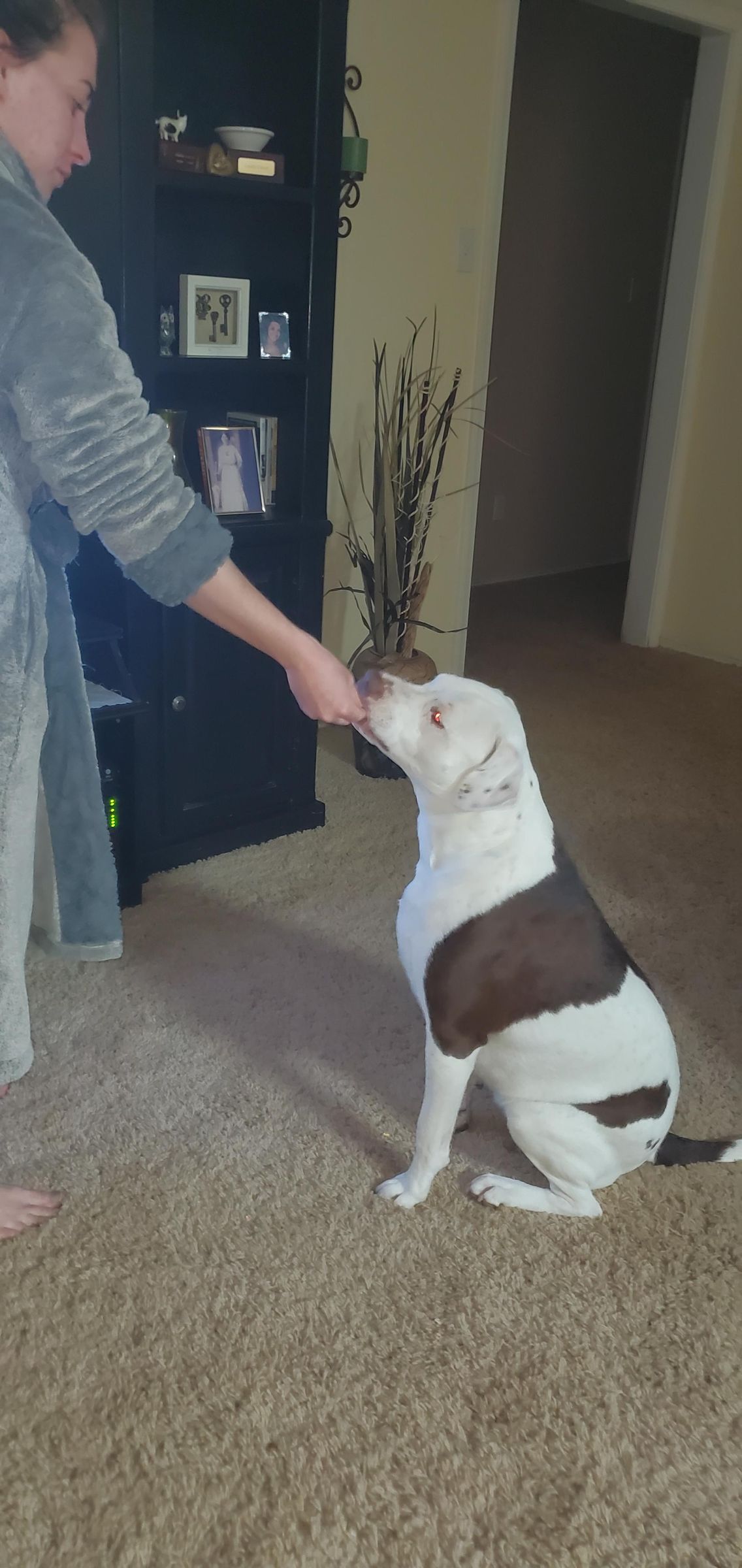 How to Train Your Dog to Sit _ Luring Method : 8 Steps - Instructables