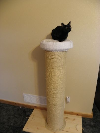 Best Cat Scratching Post Ever AND Cat Weight-loss Device : 14 Steps ...
