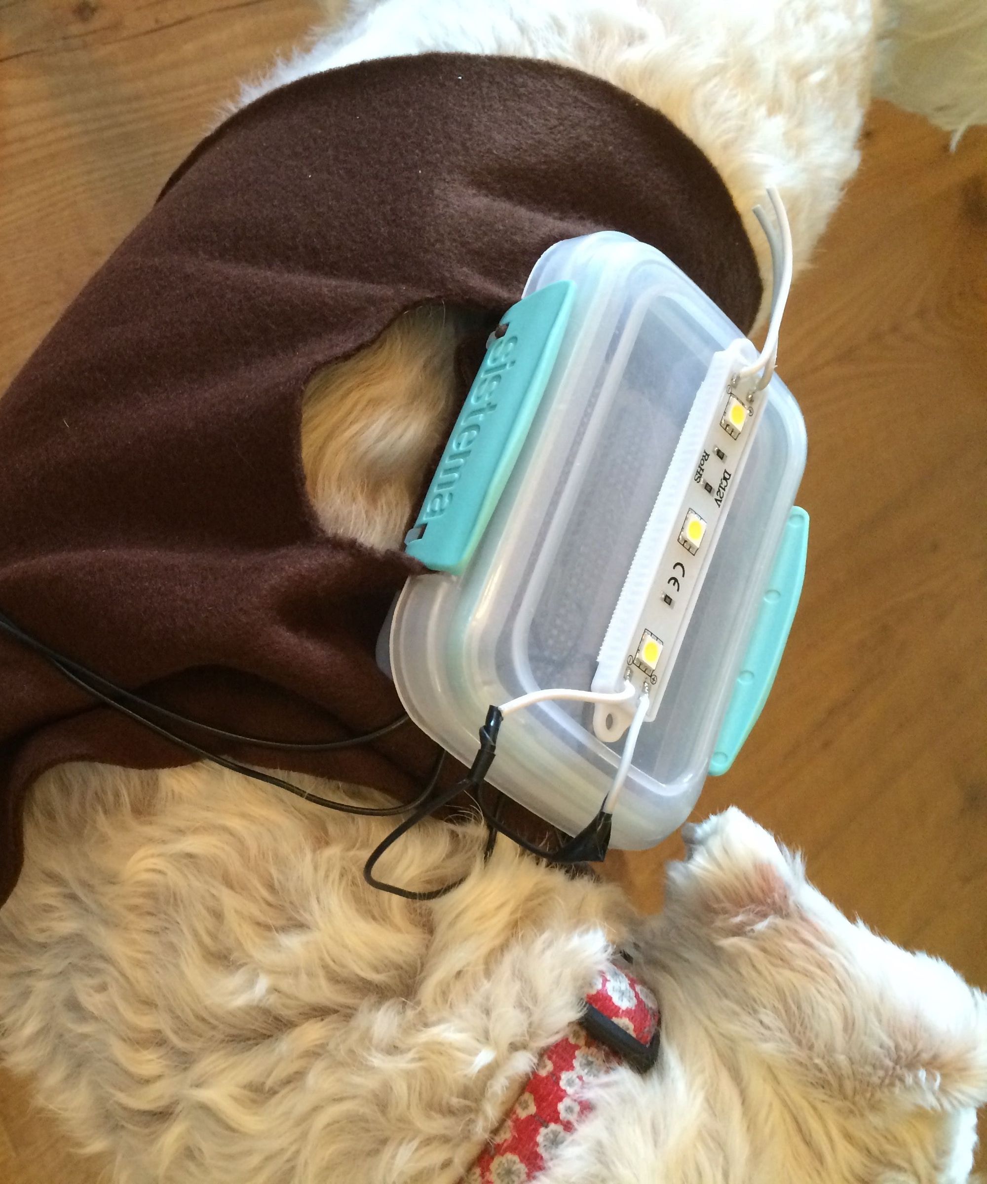 DIY Dog Light Using Piezoelectricity : 9 Steps (with Pictures ...