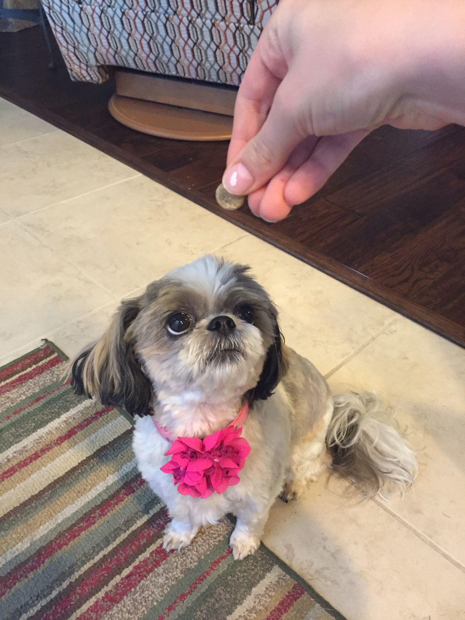 How to Bell Train a Dog : 13 Steps (with Pictures) - Instructables