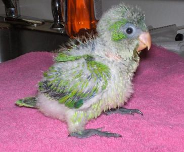 How to Bond With Your Pet Birds : 3 Steps - Instructables