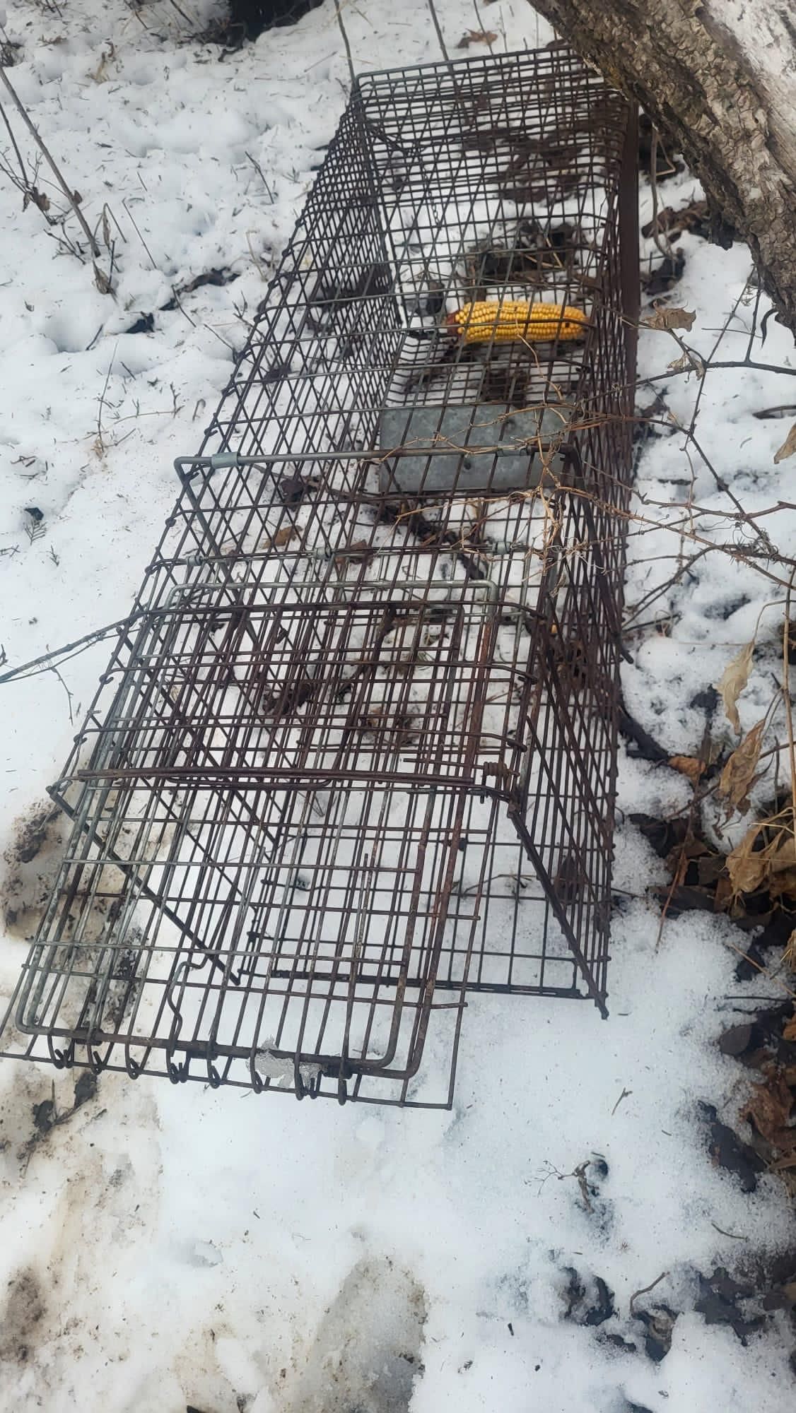 Trapping 101 : 4 Steps - Instructables