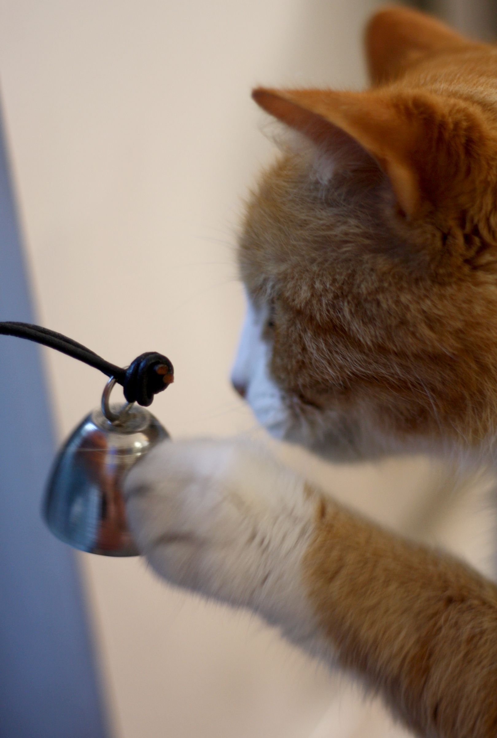 How to Clicker Train a Cat : 8 Steps (with Pictures) - Instructables