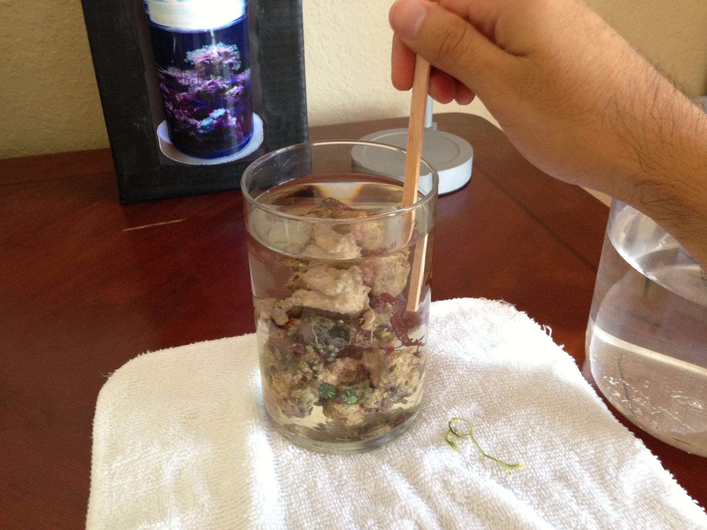 A Low Maintenance/self Sustaining Saltwater Ecosystem : 4 Steps ...