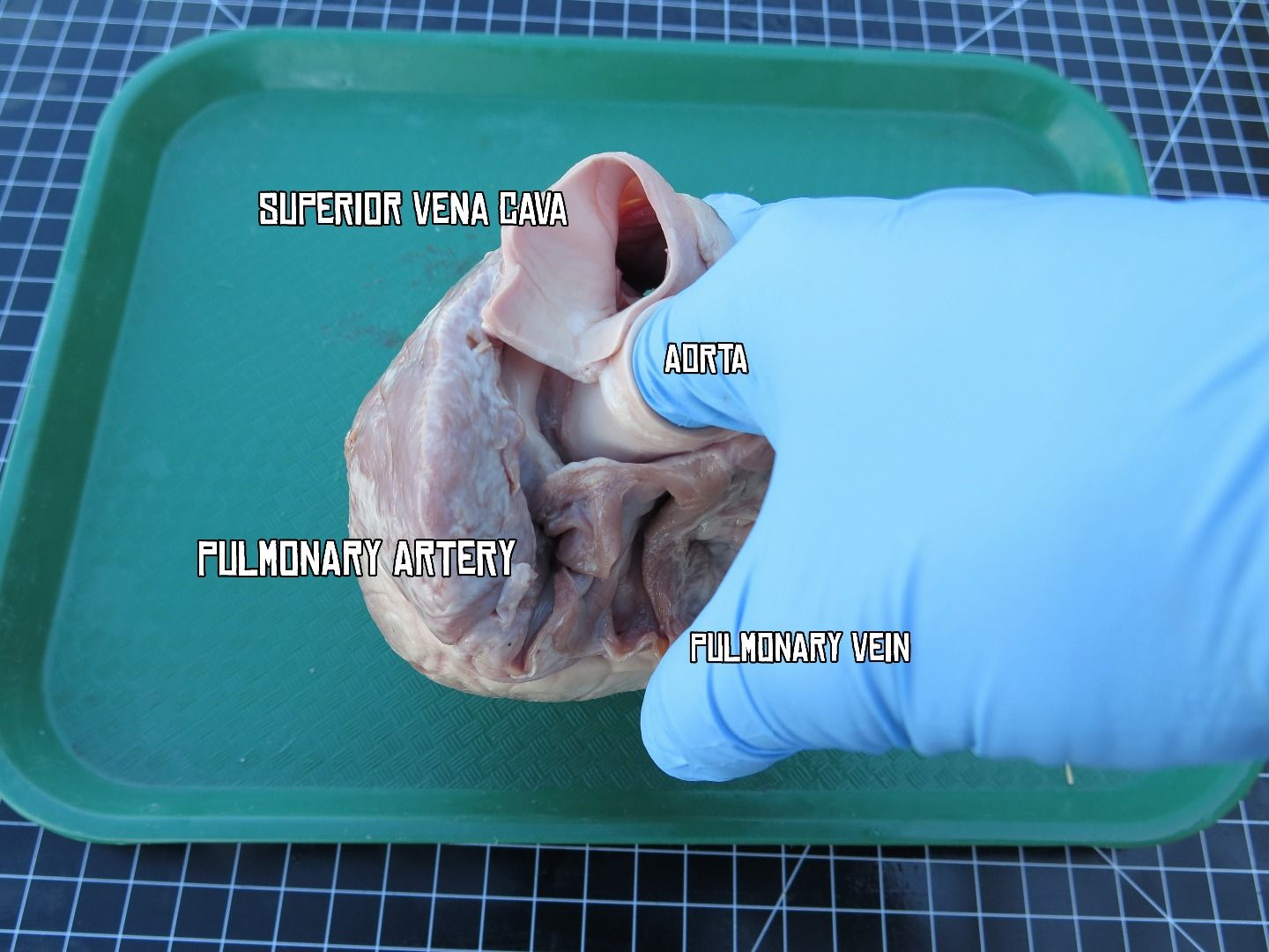 Heart Dissection : 8 Steps (with Pictures) - Instructables