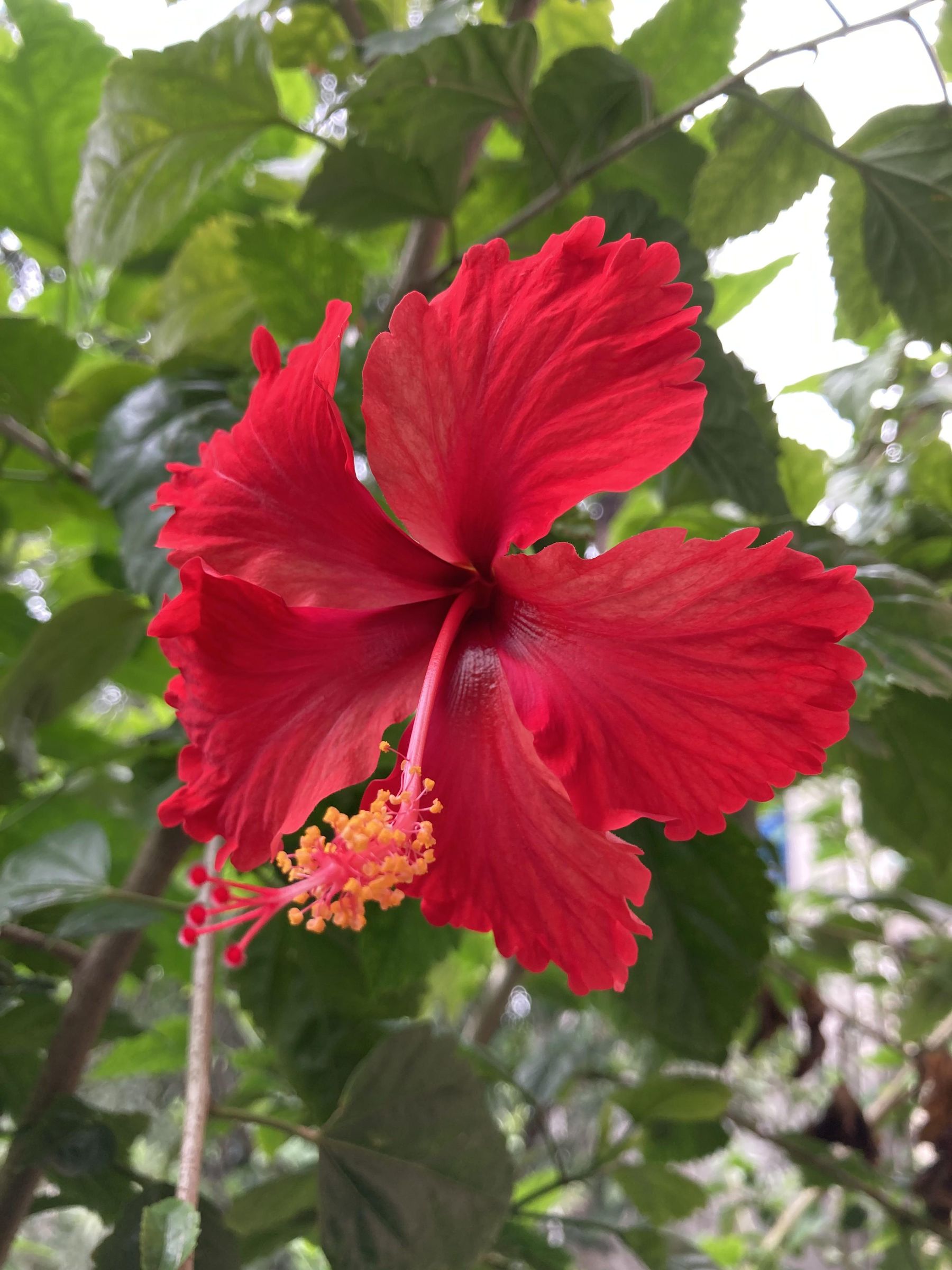 Homemade Hibiscus Syrup (from Homegrown Hibiscus Tree) : 7 Steps (with ...