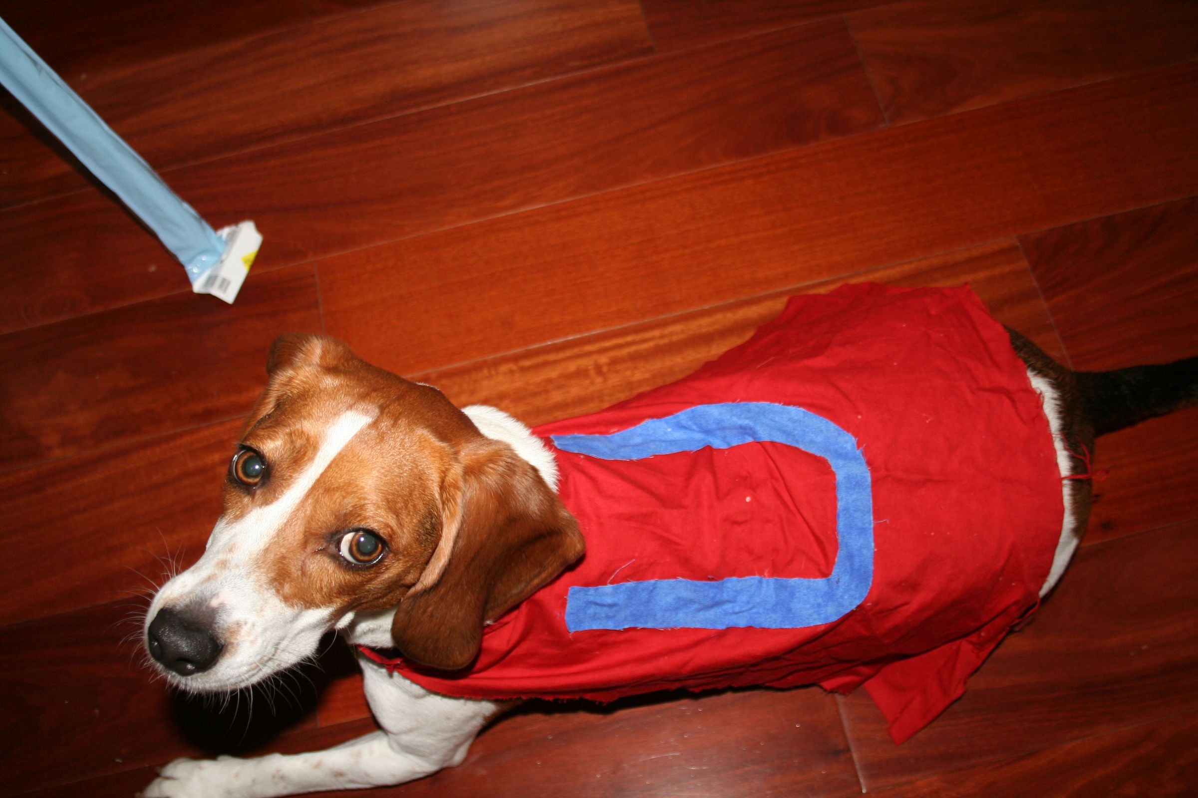 Underdog Cape for Your Dog!! : 6 Steps - Instructables