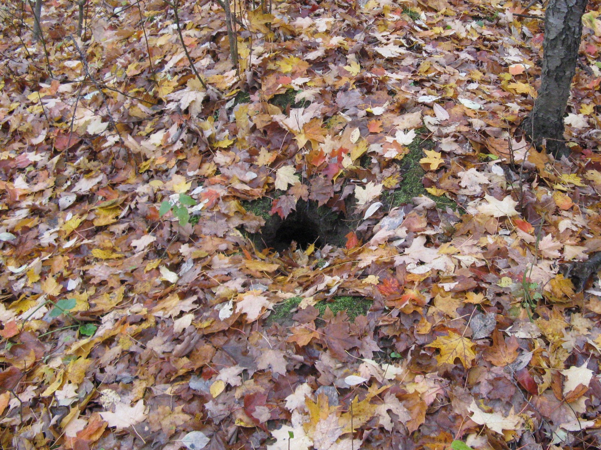 Snaring : 9 Steps (with Pictures) - Instructables
